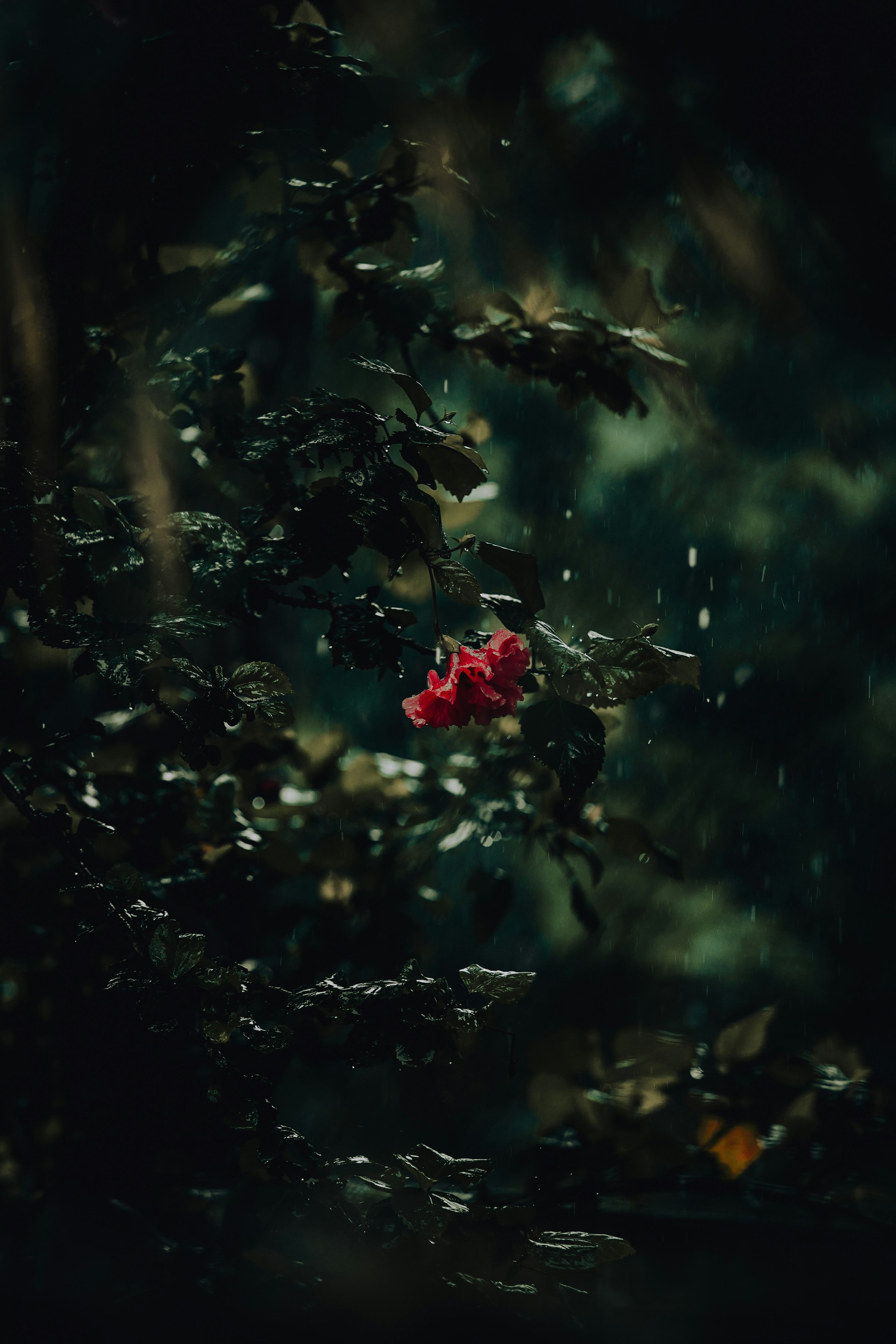 Red Rose in the Rain: A Quiet Moment Beneath the Dark Foliage