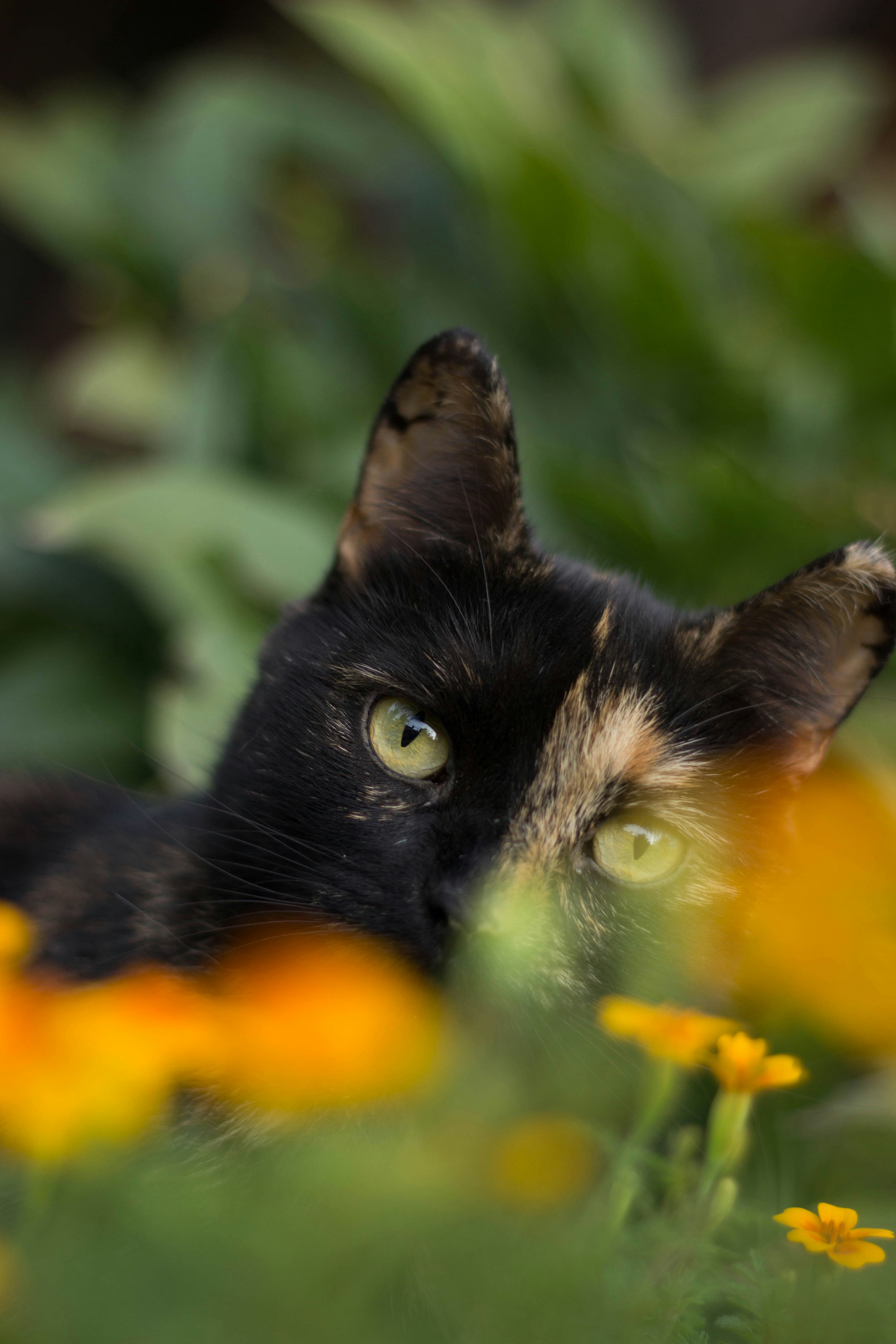 Hidden Eyes Among Golden Blooms