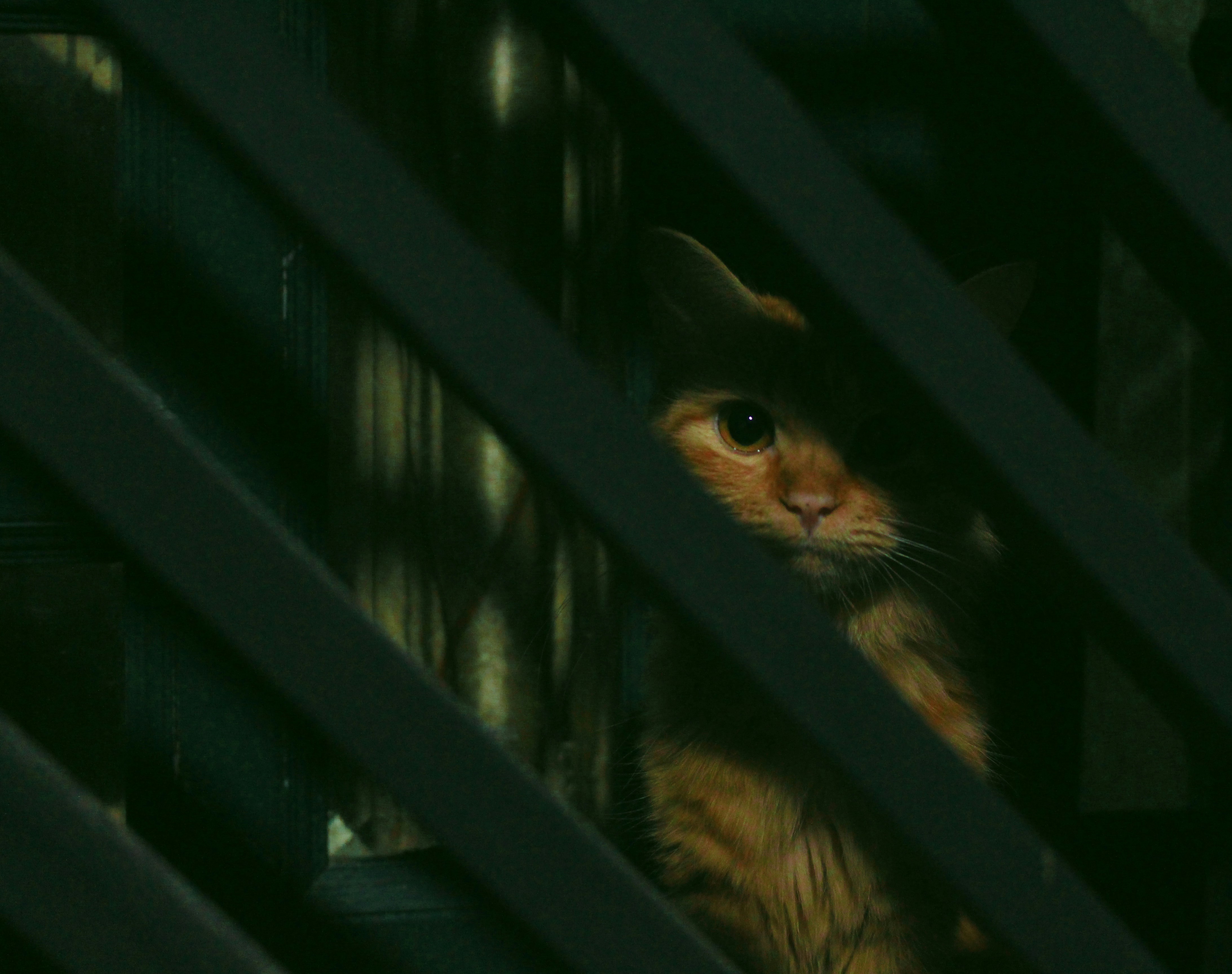 brown and black cat on black metal fence