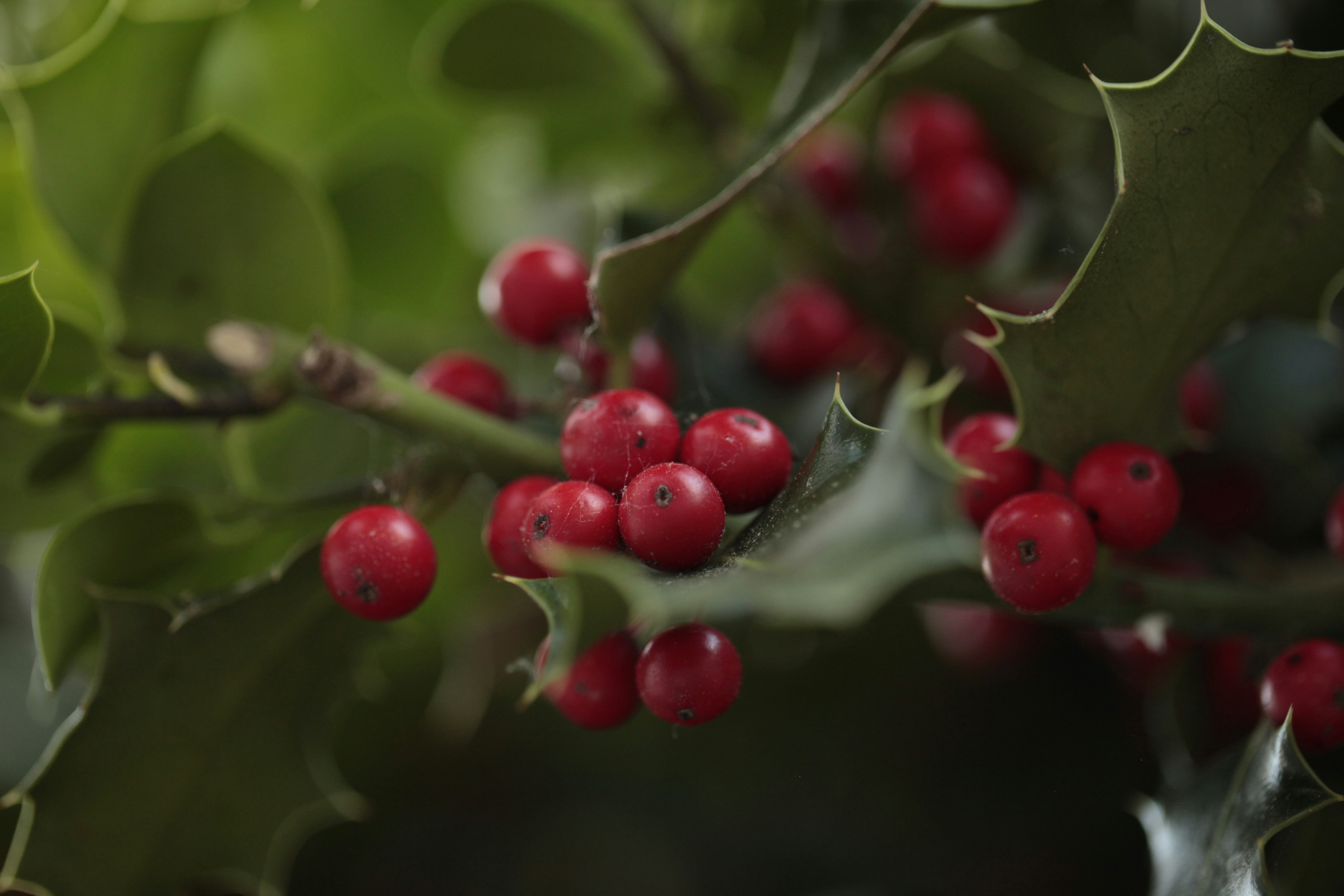 Red round fruits on tree photo – Free Food Image on Unsplash