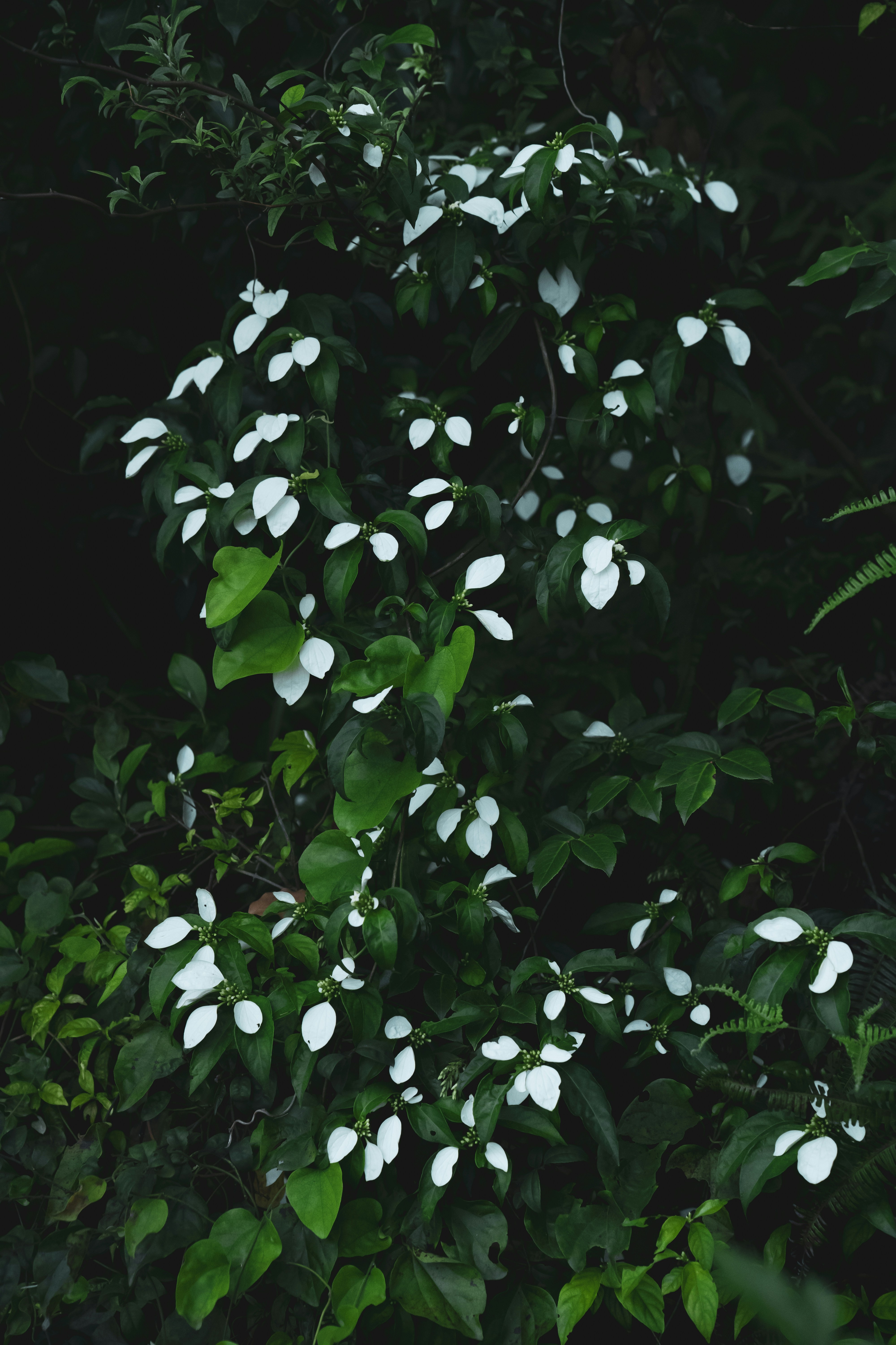 Delicate white flowers interspersed among lush green leaves create a serene tapestry in a shaded environment.