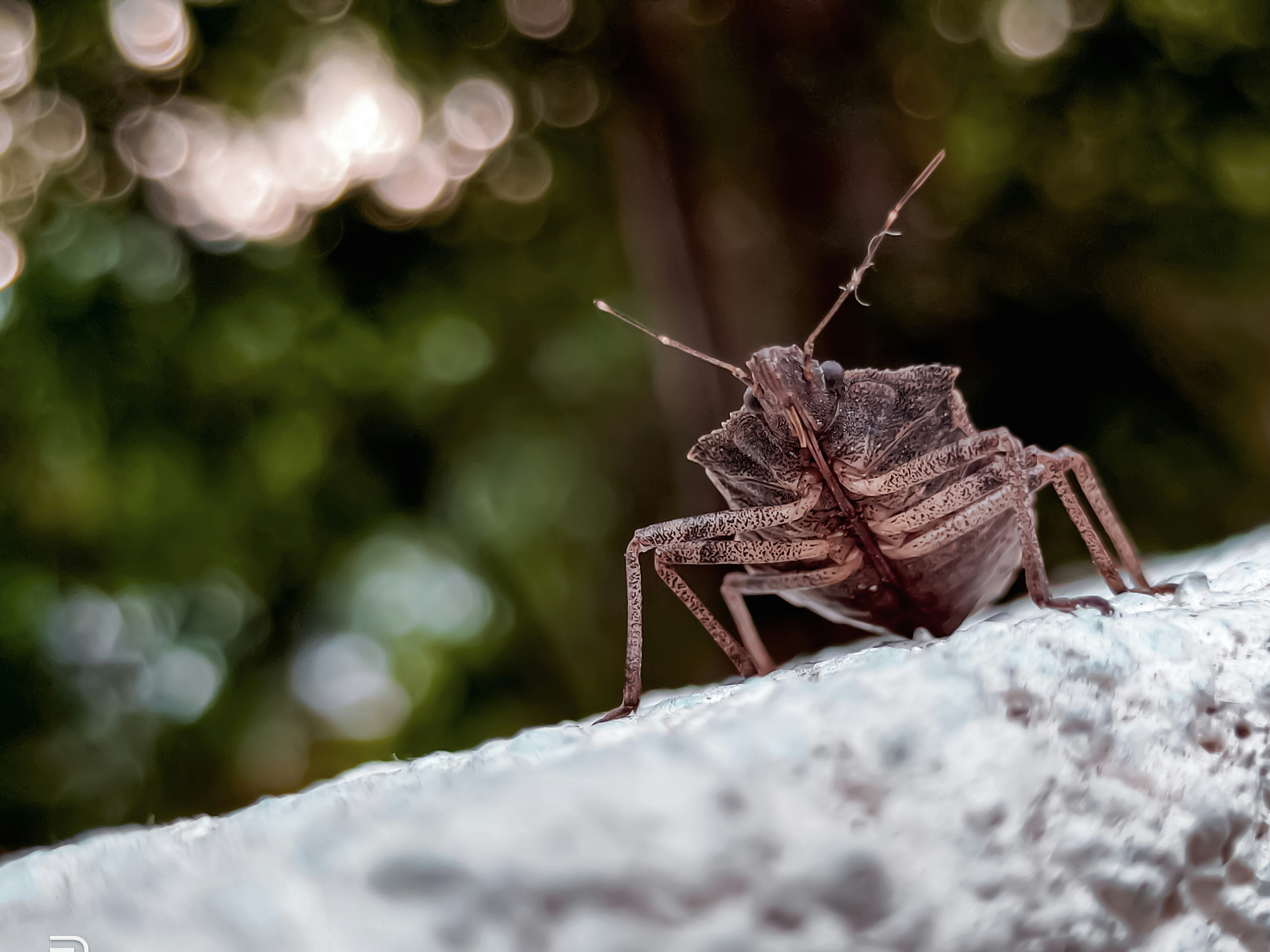Stonebound camouflage: macro portrait of a leaf-mimic on weathered rock