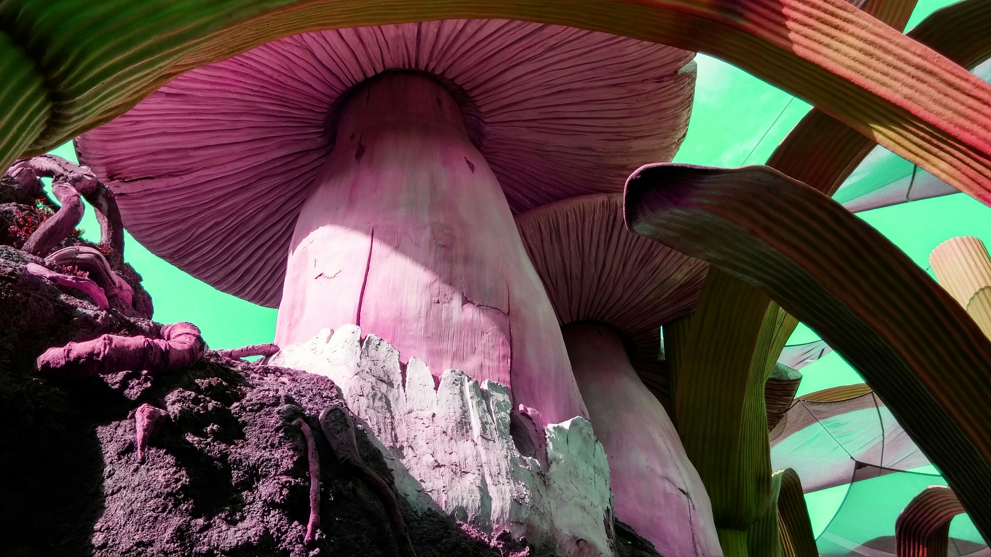 Close-up of pink-stemmed mushrooms with oversized caps against a neon-green backdrop. The image emphasizes texture and depth in a natural macro scene.