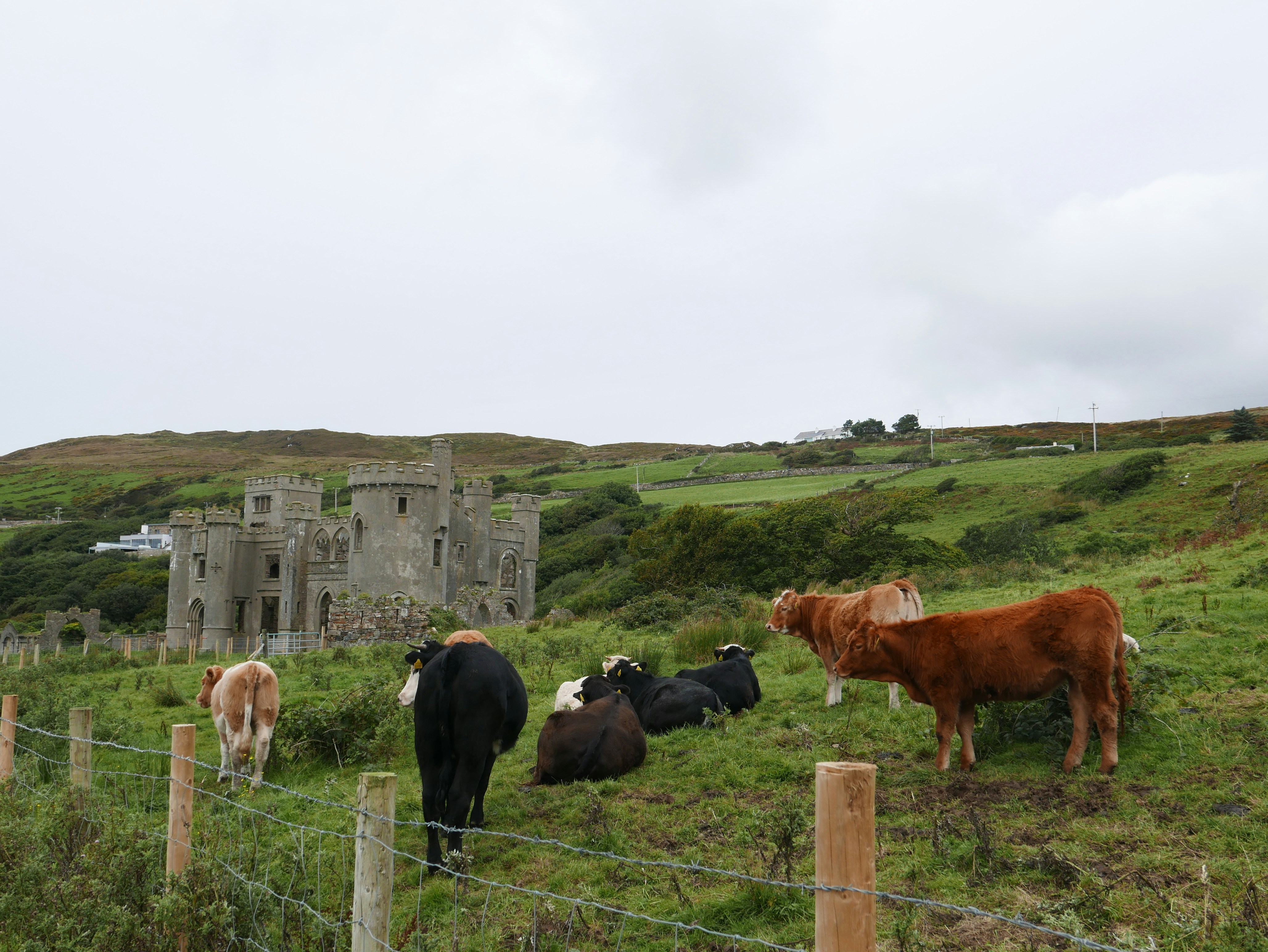 Cows grazing in front of abandoned castle in the Connemara National Park / Ireland
