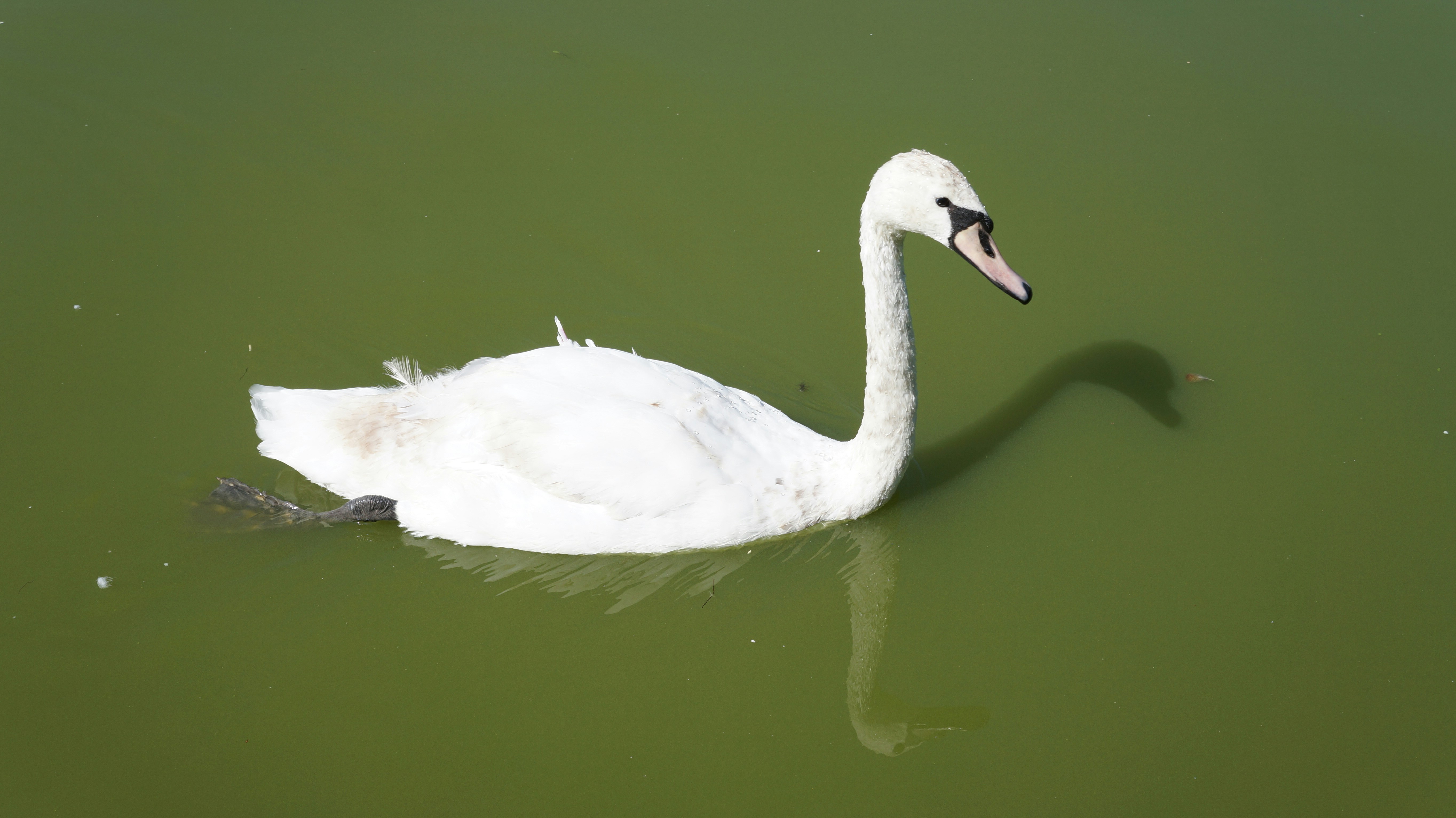 White swan gliding across a calm green lake, casting a gentle reflection.
