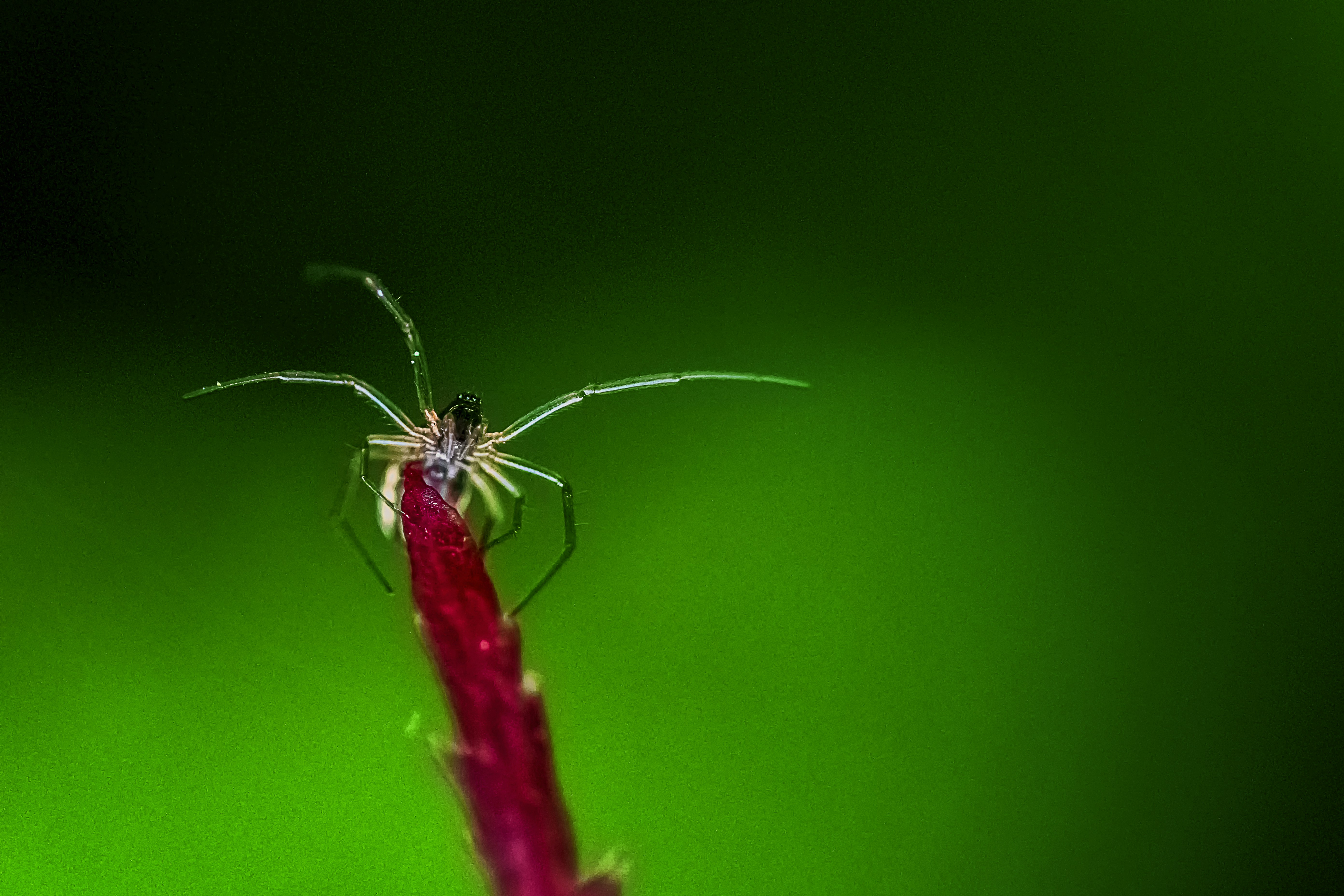 Spider photo shot on Nikon D500