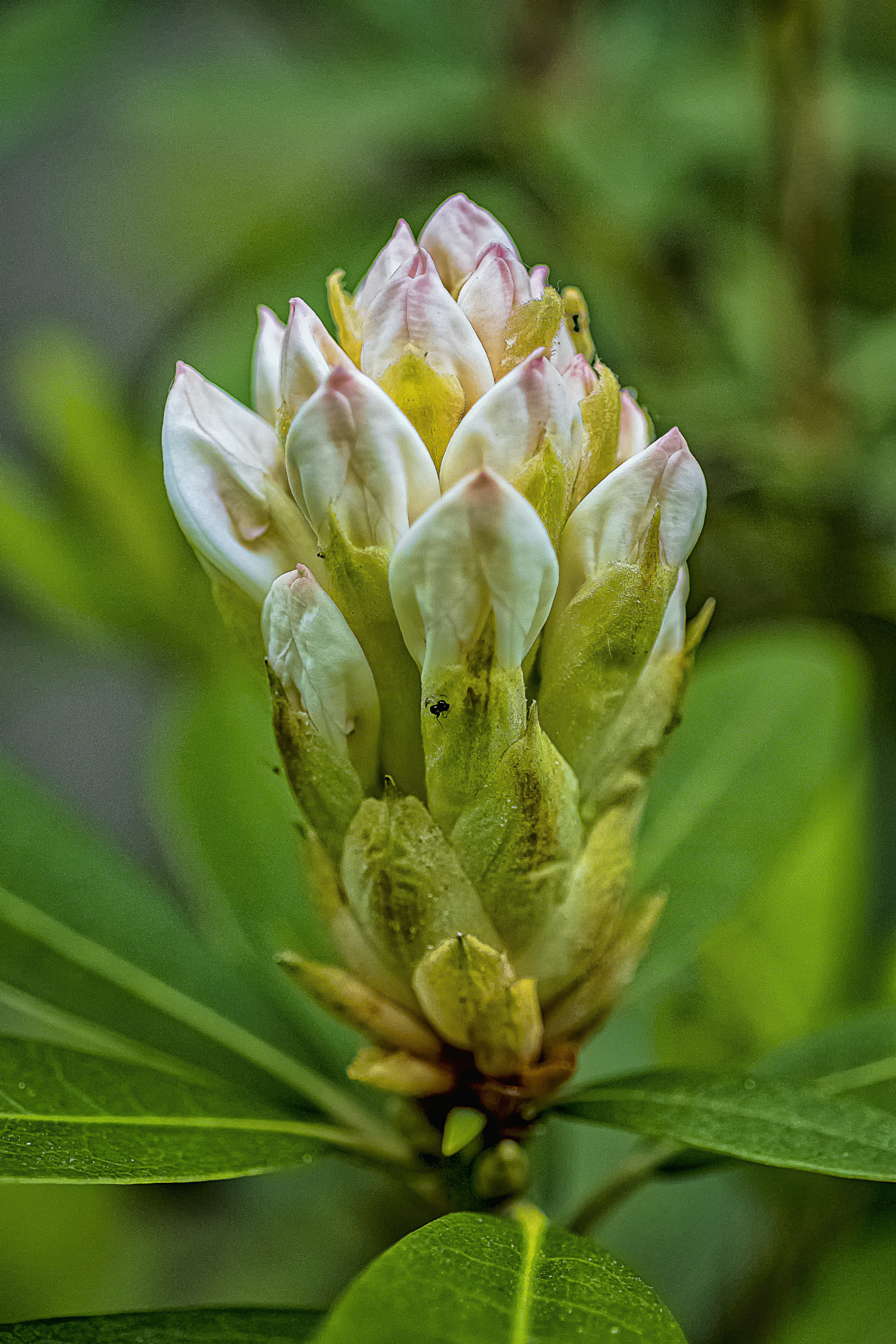 Close-up of a rhododendron bud poised to bloom, showcasing delicate white and pink petals against lush green foliage.
