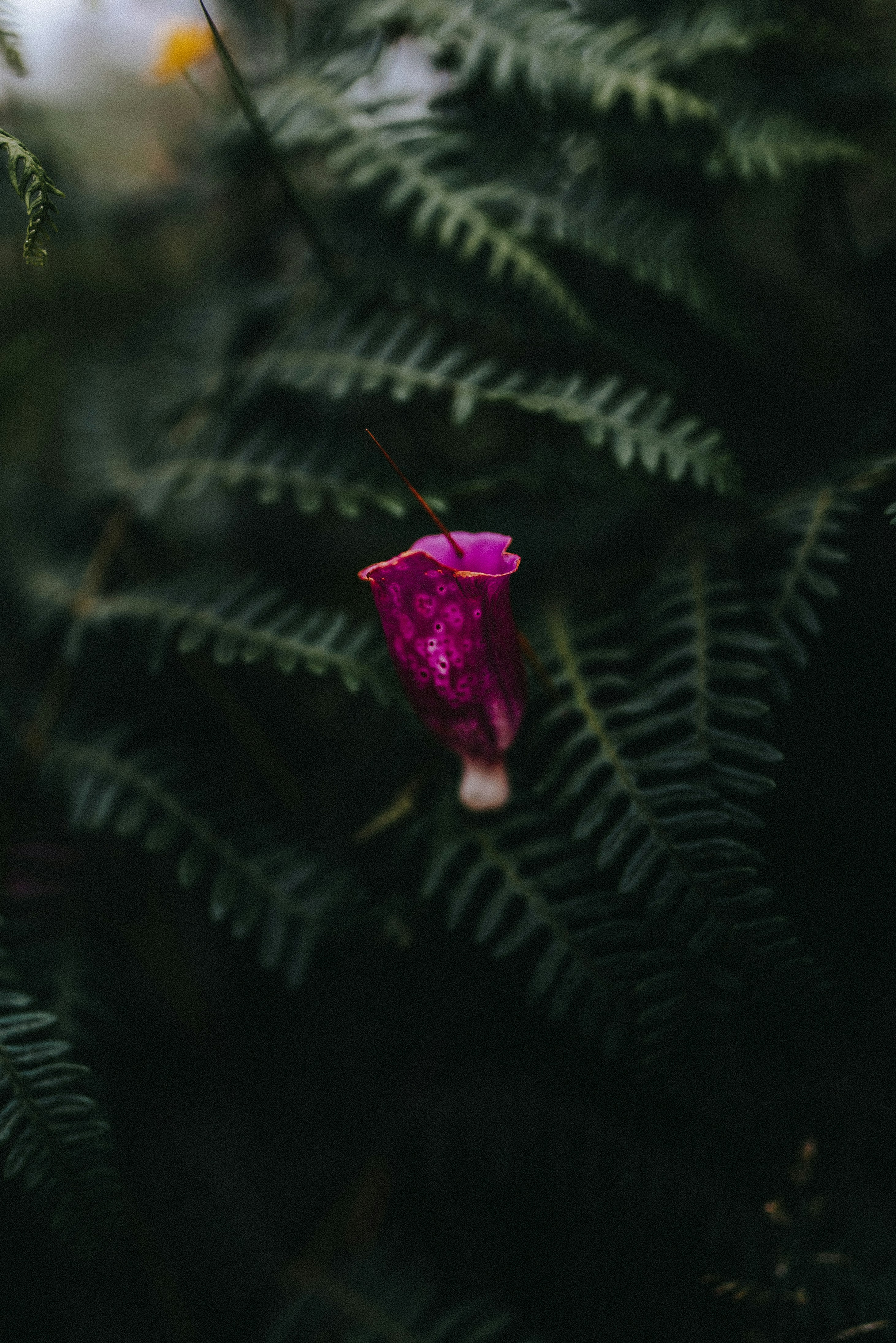 A vibrant pink flower emerges amidst a backdrop of lush green ferns in a dimly lit environment.