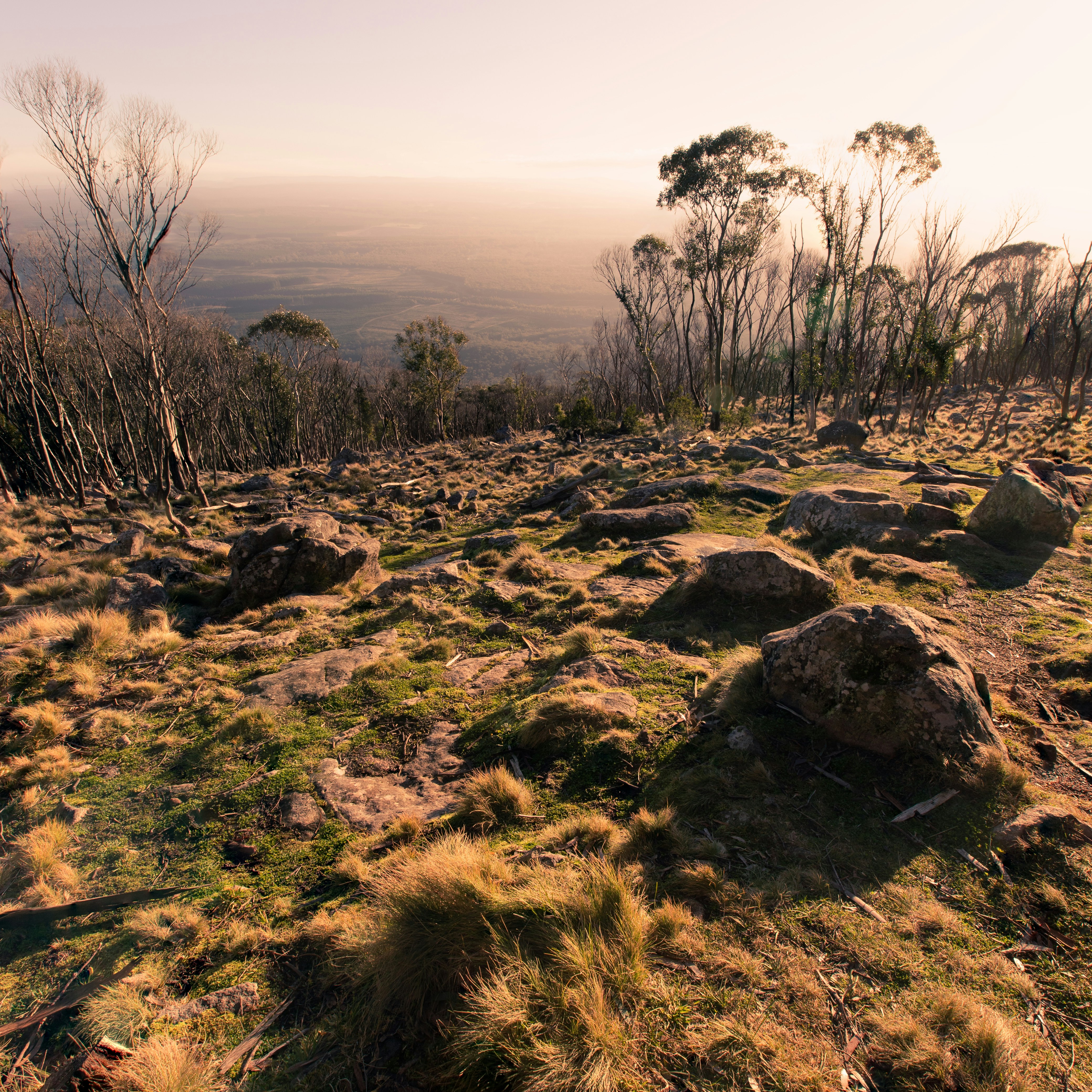 A grassy field with rocks and trees in the background photo – Free ...