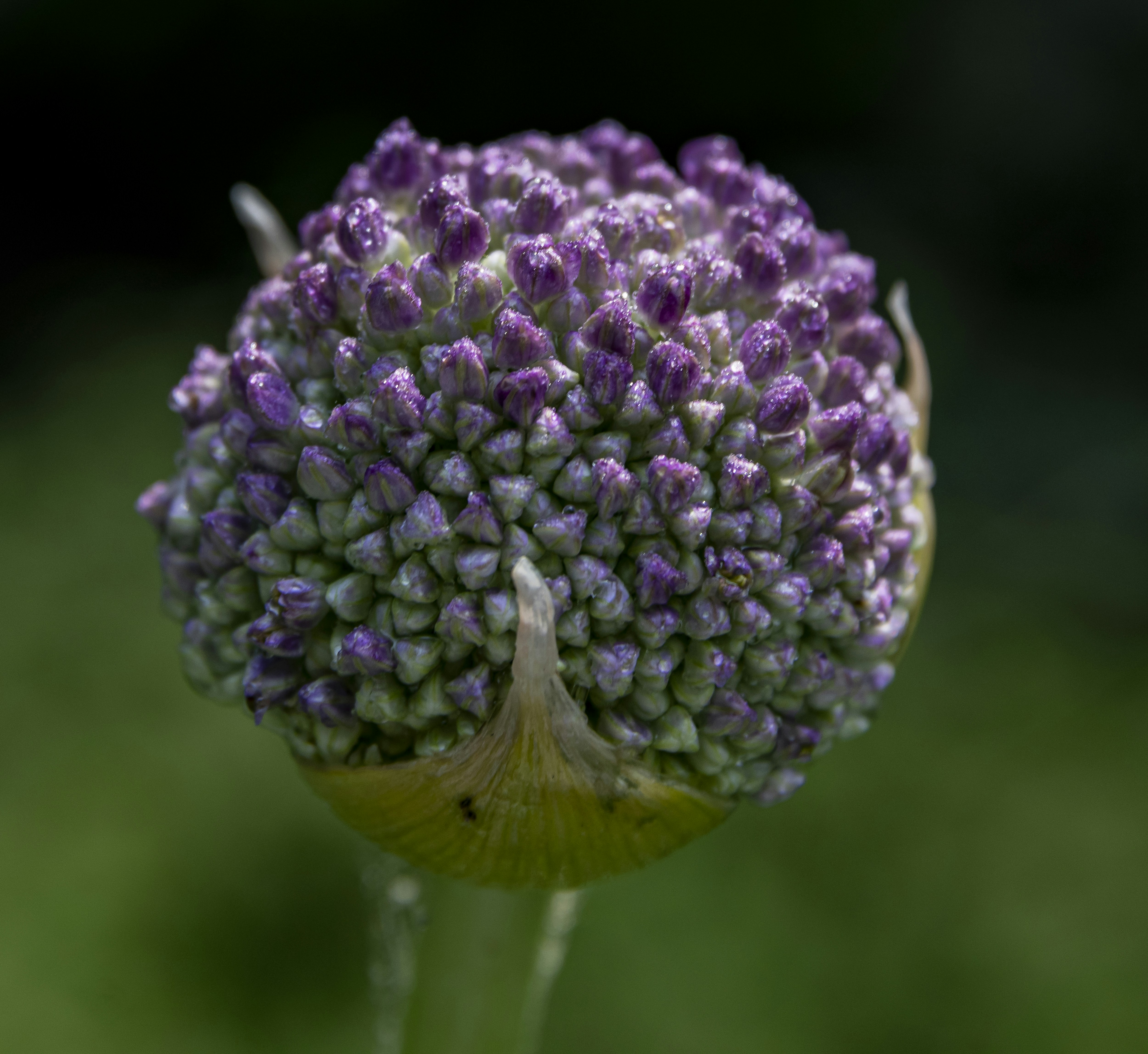 Foto Capullo de flor púrpura en fotografía de primer plano – Imagen ...