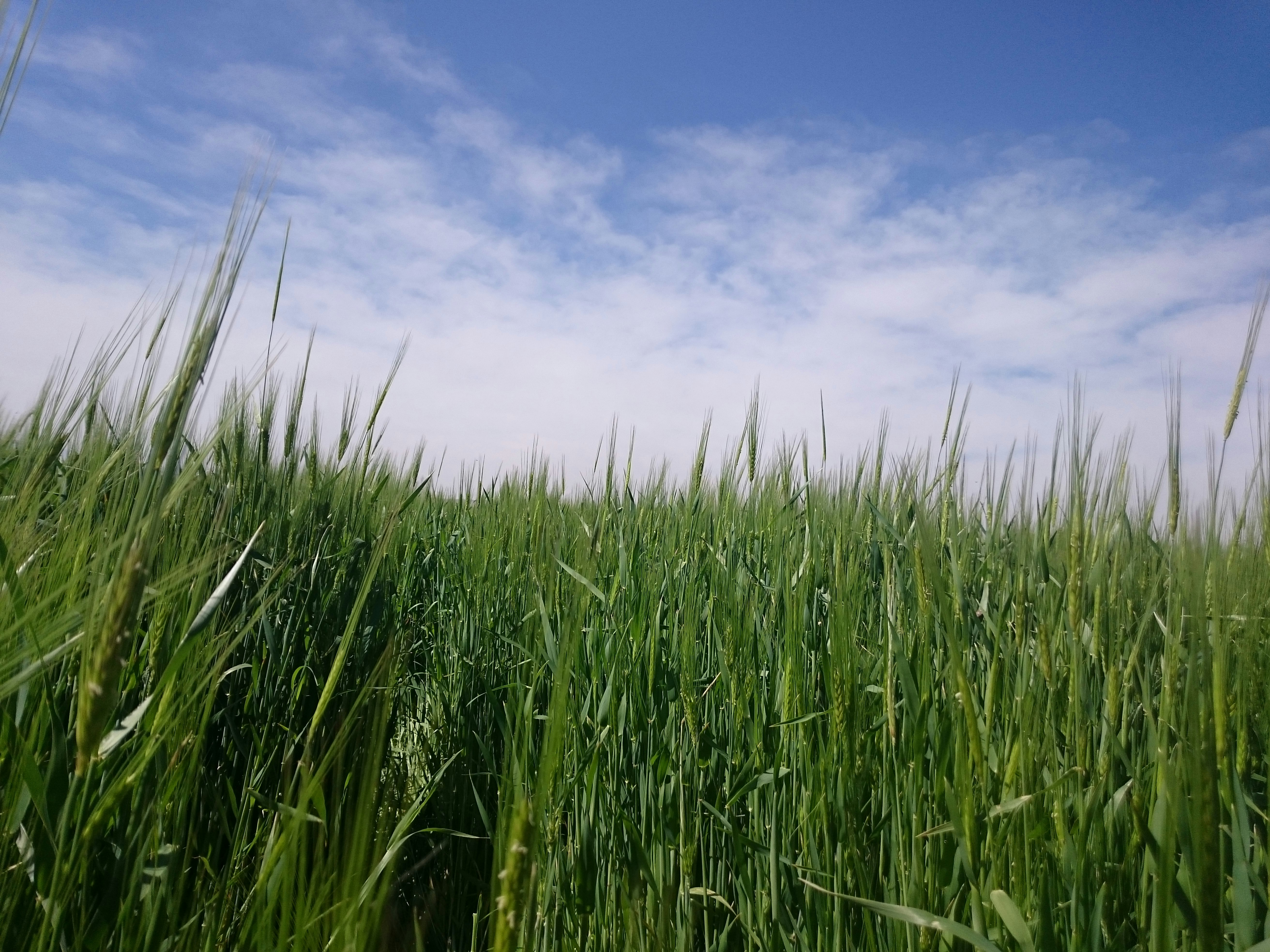 Lush green grass swaying gently under a bright blue sky, with wispy clouds creating a serene backdrop.