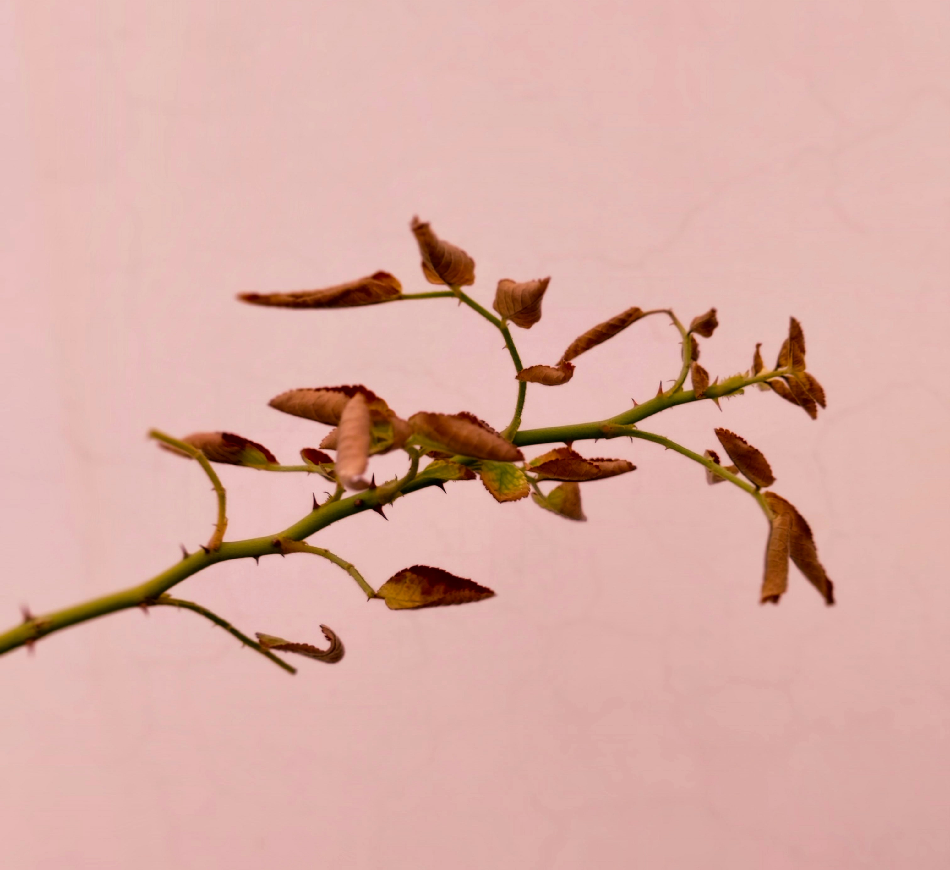 A slender rose stem with dried leaves against a soft pink backdrop, creating a serene contrast.