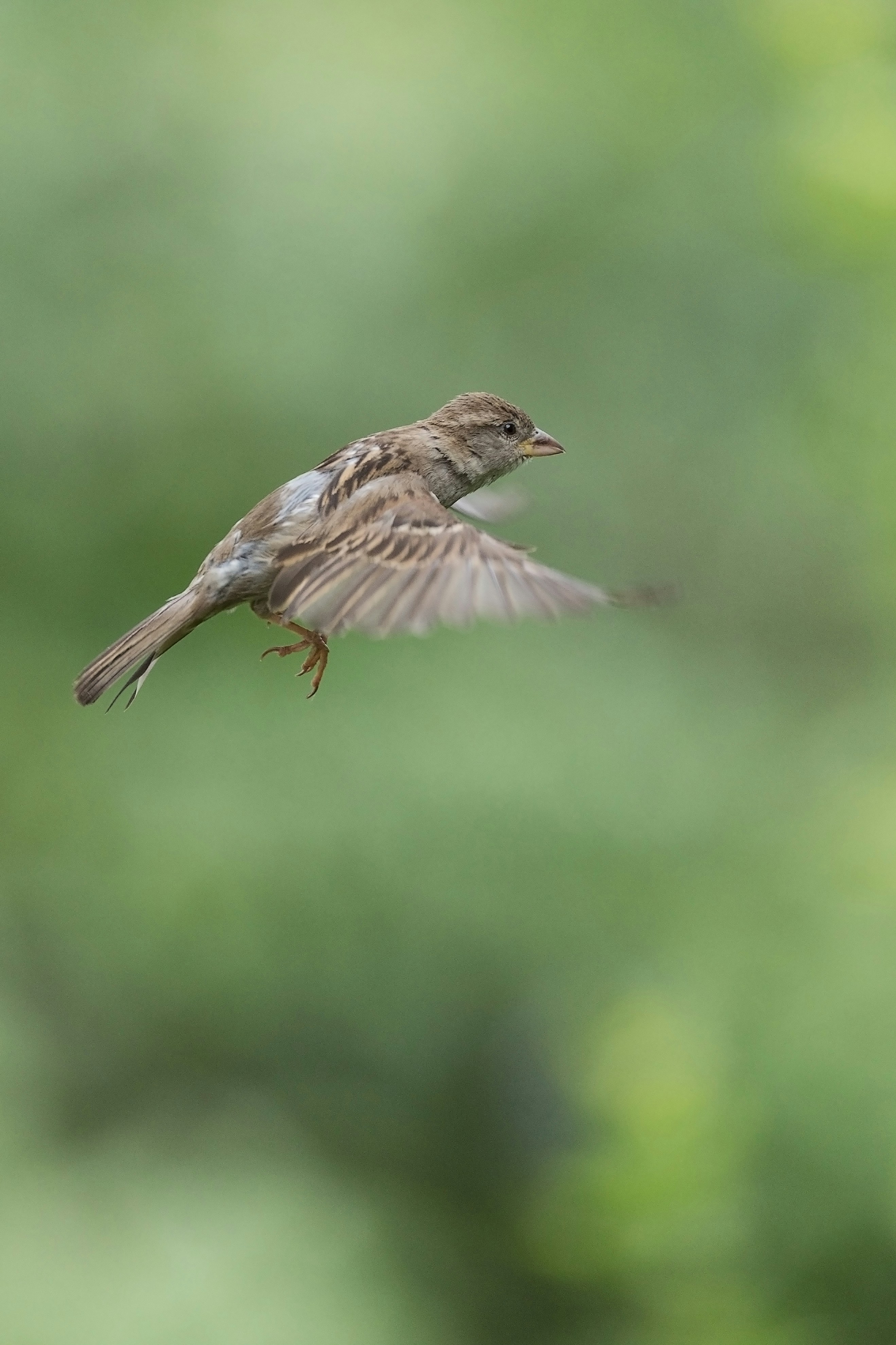 A sparrow in mid-flight, showcasing its wings against a softly blurred green background.