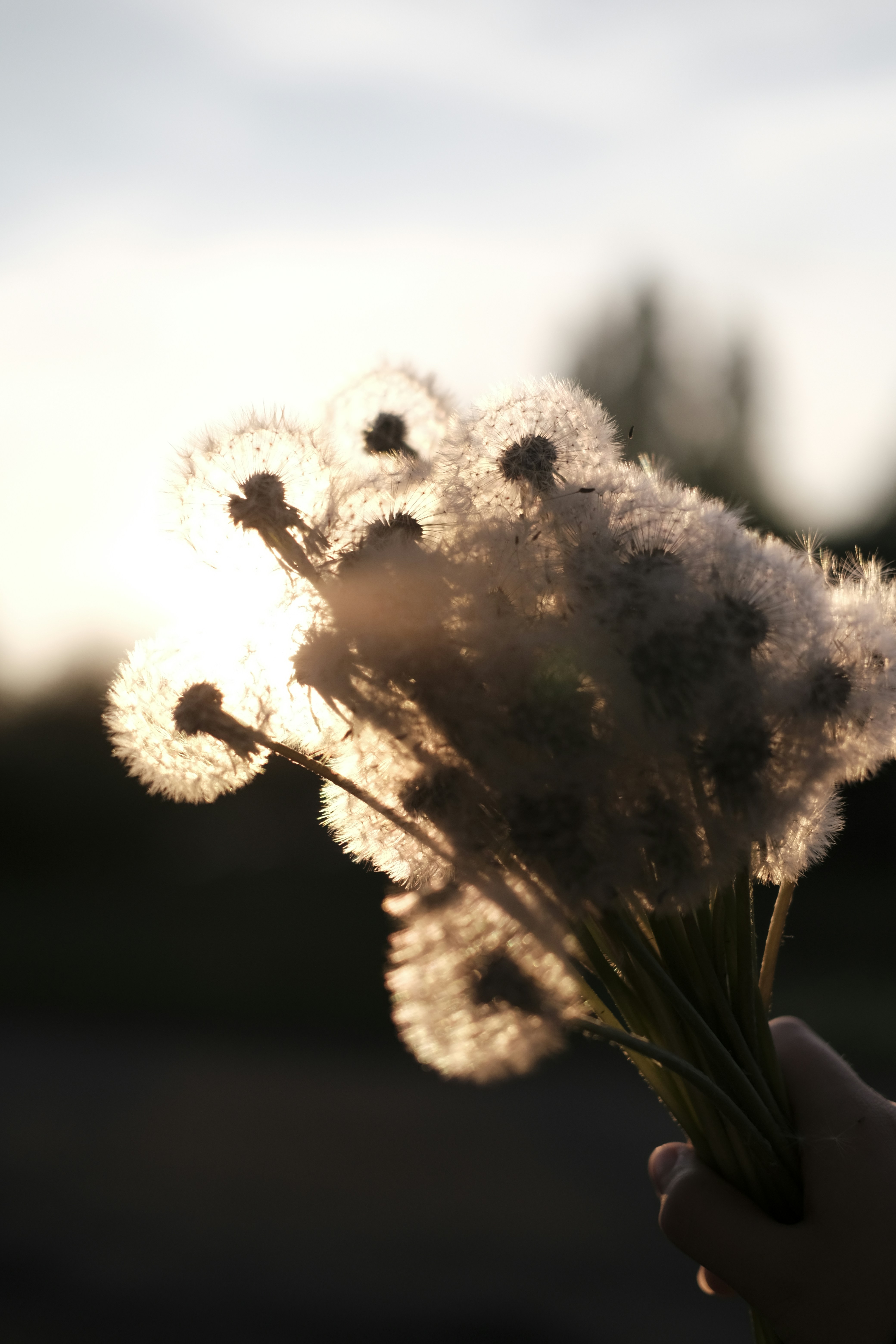 White fur flower in close up photography photo – Free Golden hour Image ...