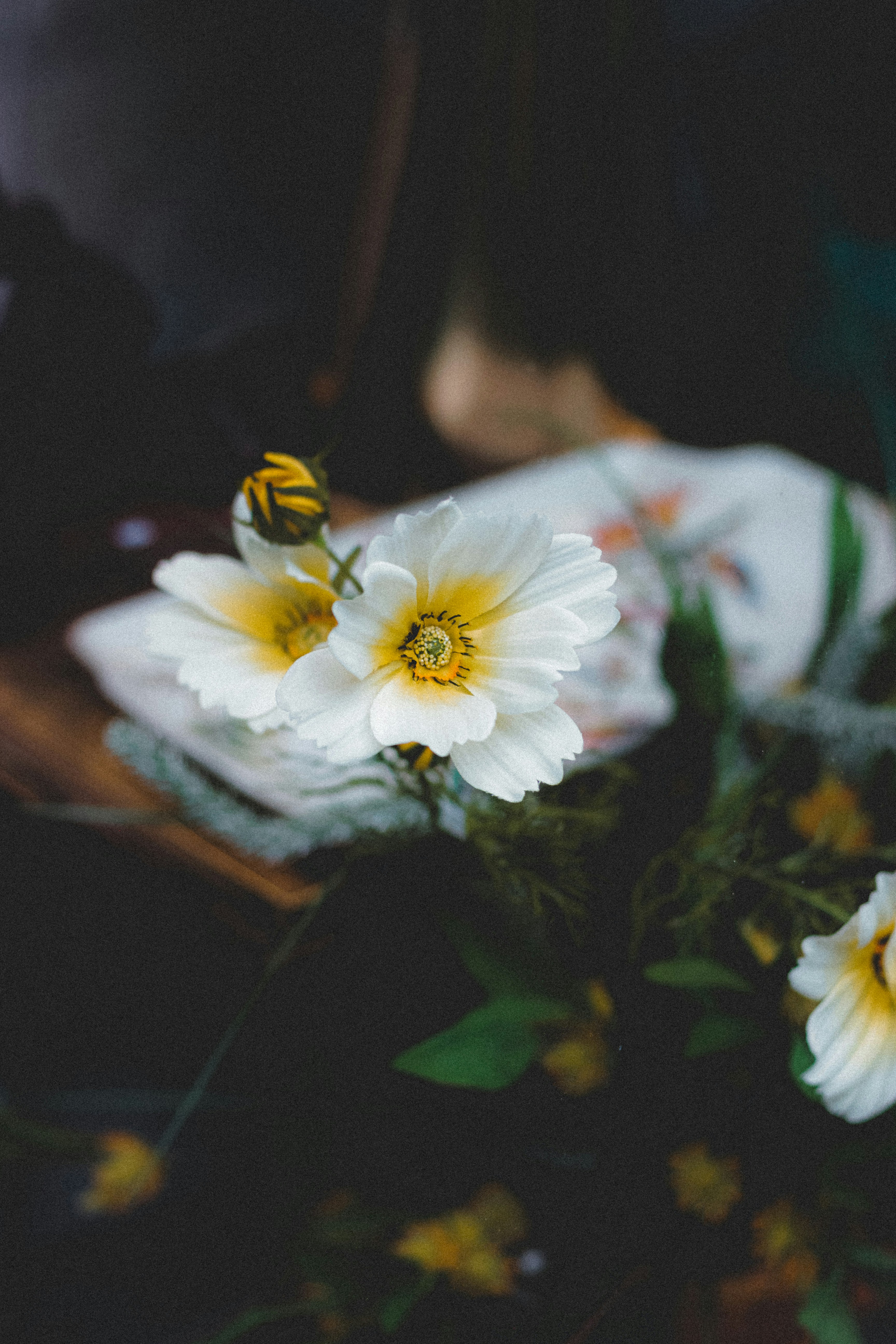 Petal Portrait: White Daisies Bathed in Velvet Shadow