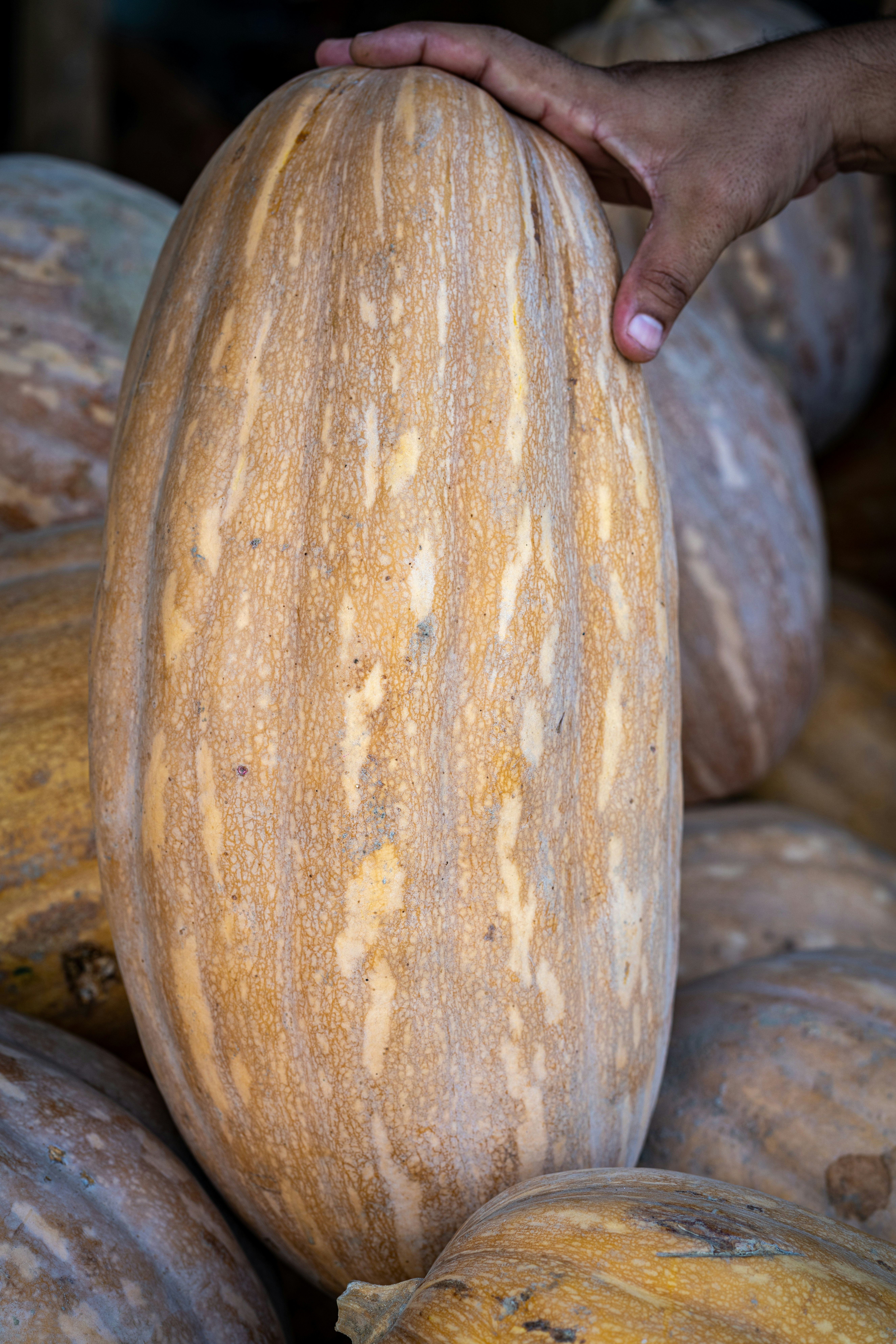 Striated Harvest: a tall squash cradled by a steady hand