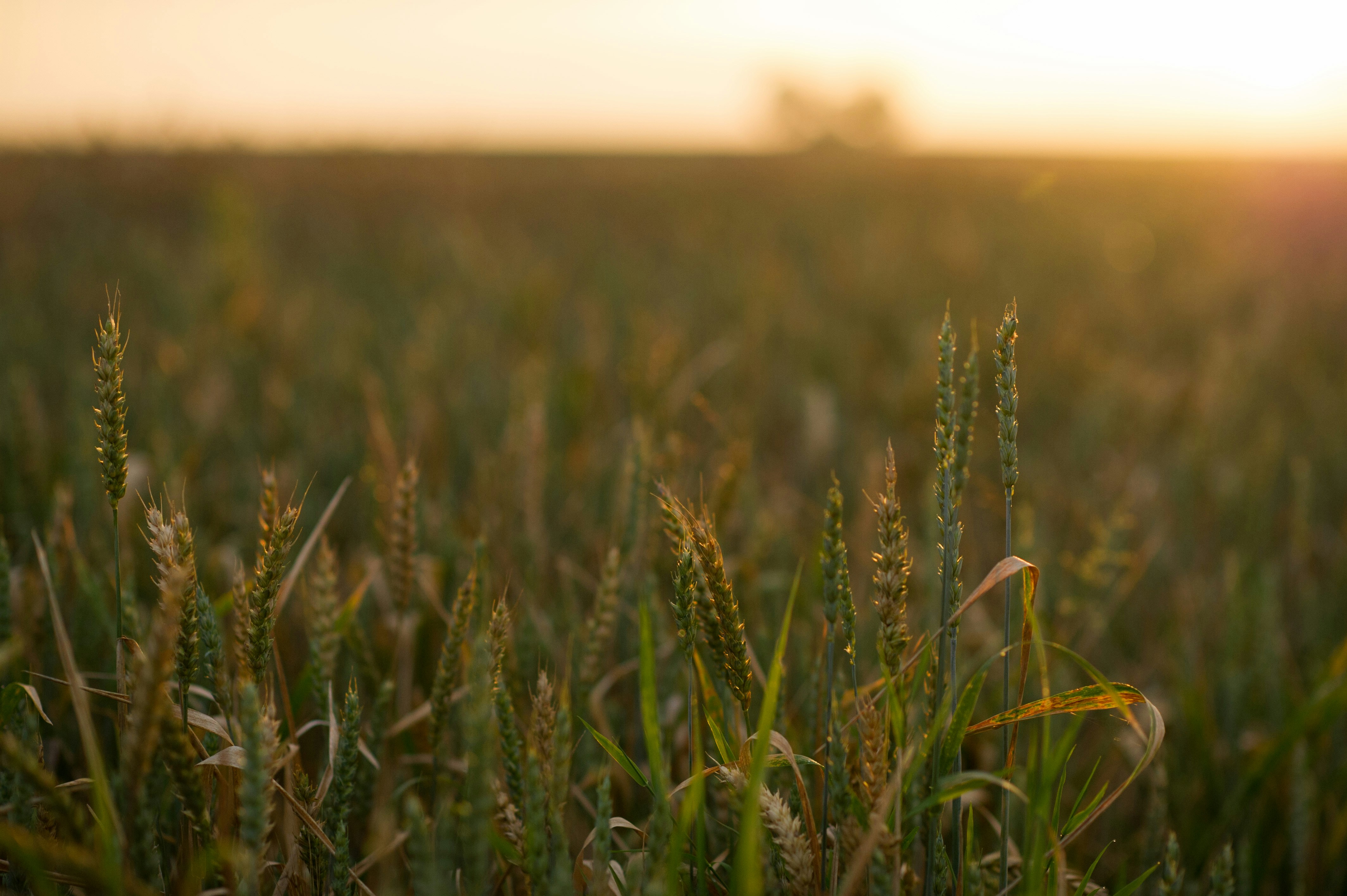 Green grass field during daytime photo – Free Green Image on Unsplash
