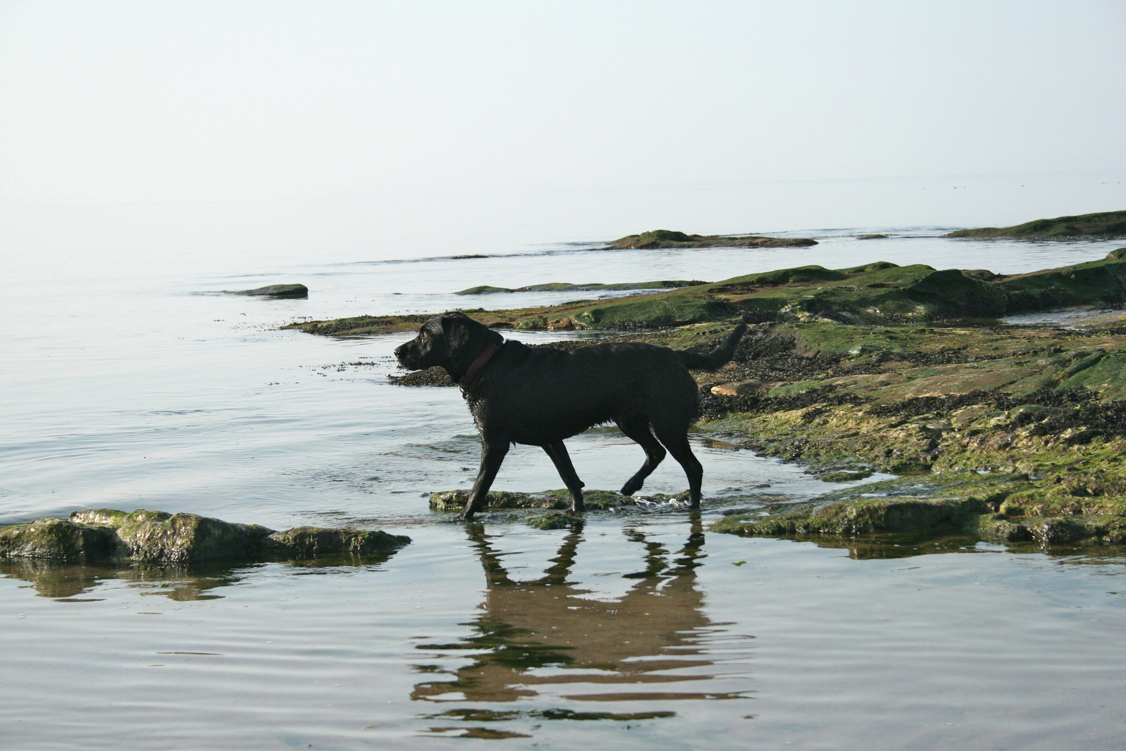 Black dog walking along rocky shoreline at low tide, reflecting in calm water under a hazy sky.