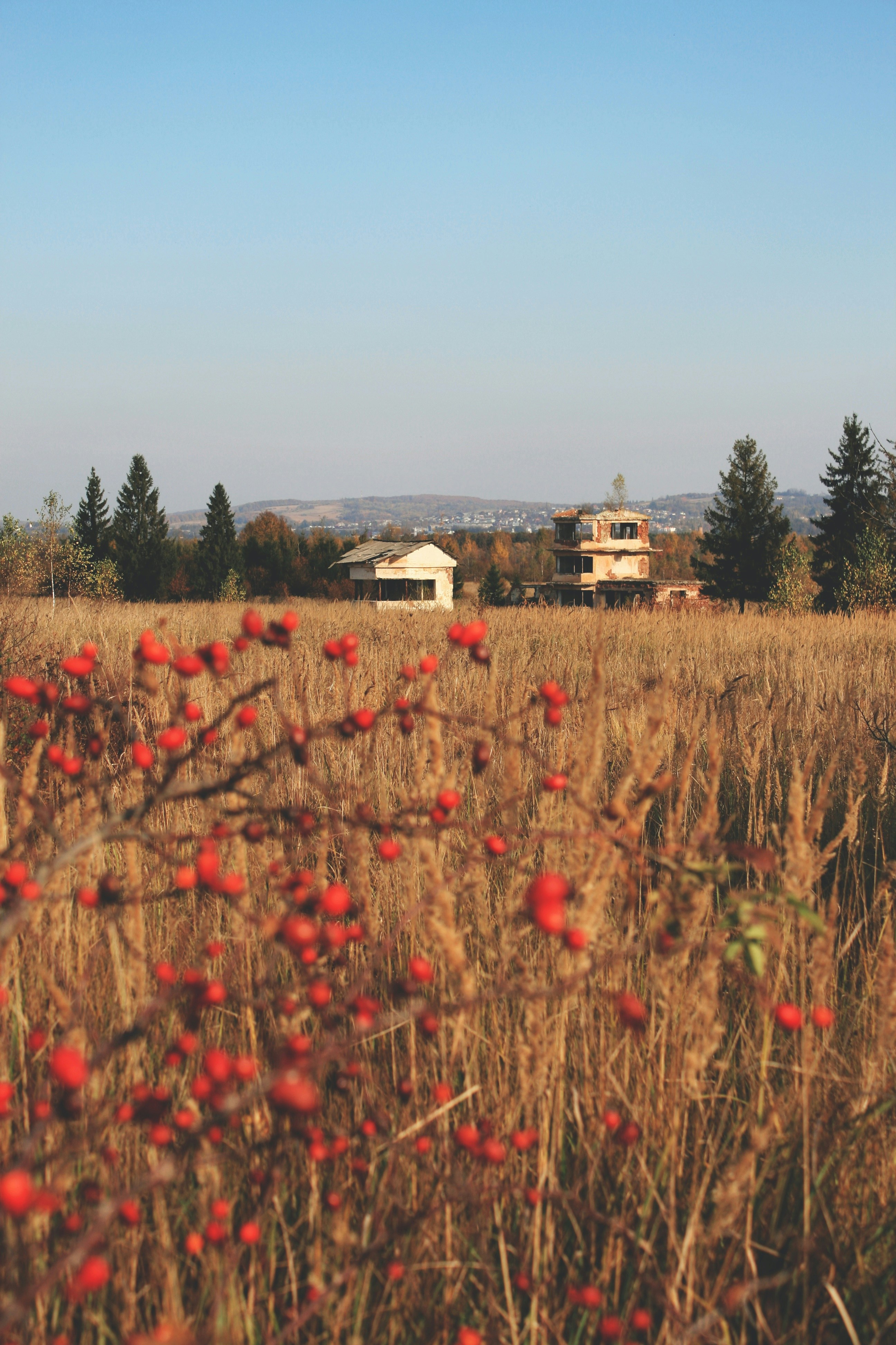 Crimson Orbs in a Quiet Prairie: Berries in the foreground, abandoned buildings on the horizon