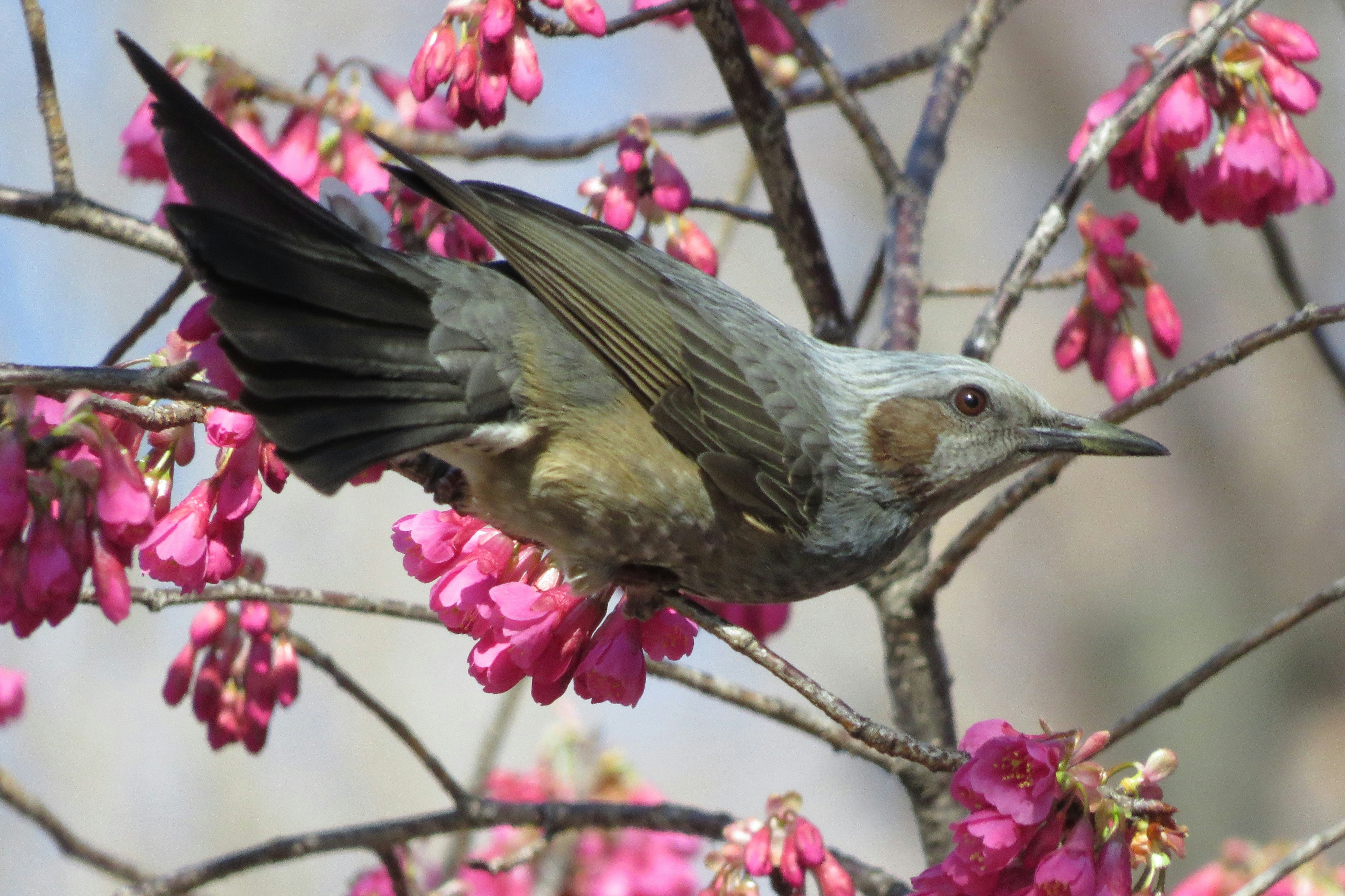 Hummingbird in a Blossom Armory