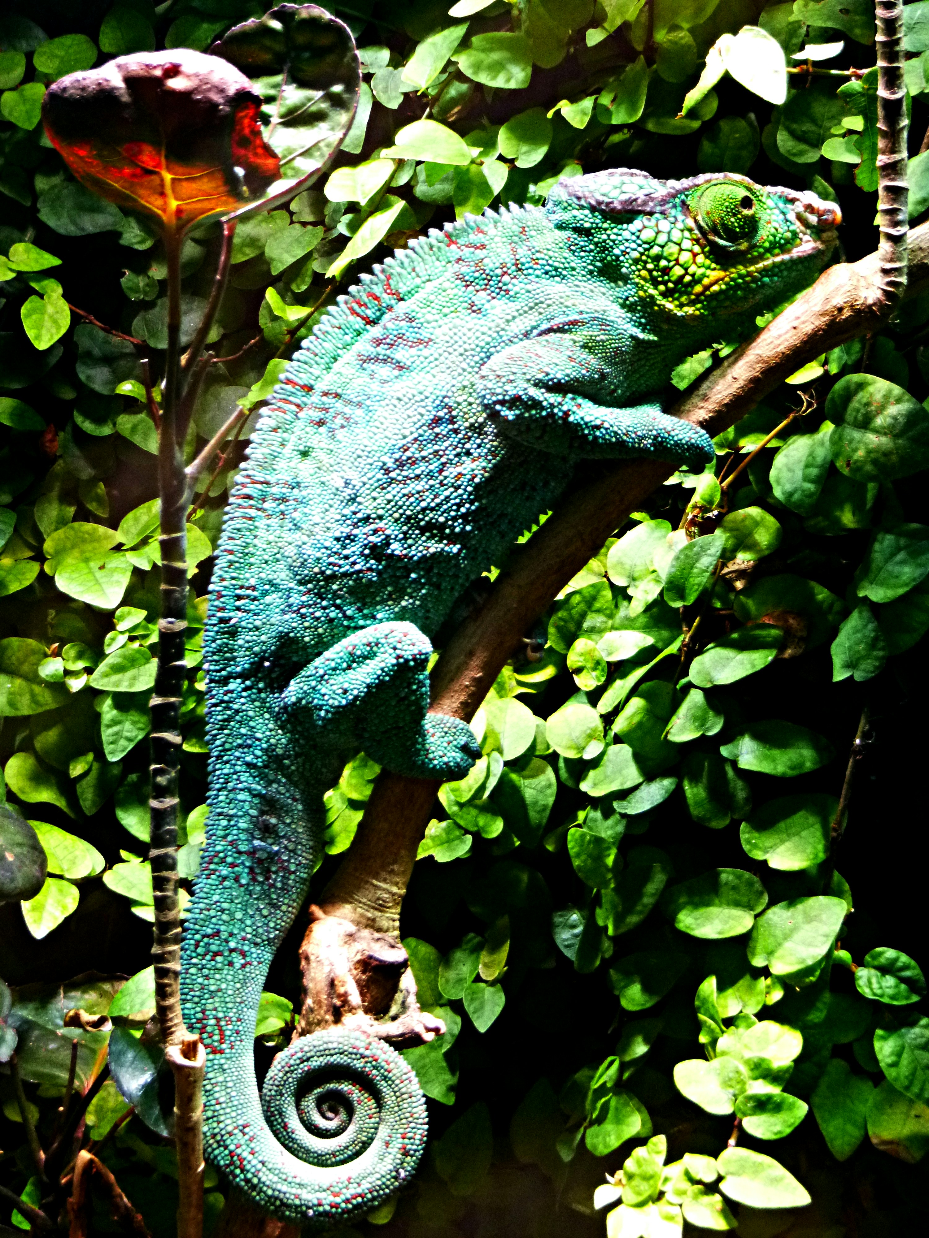 Emerald Camouflage: A Chameleon's Perch