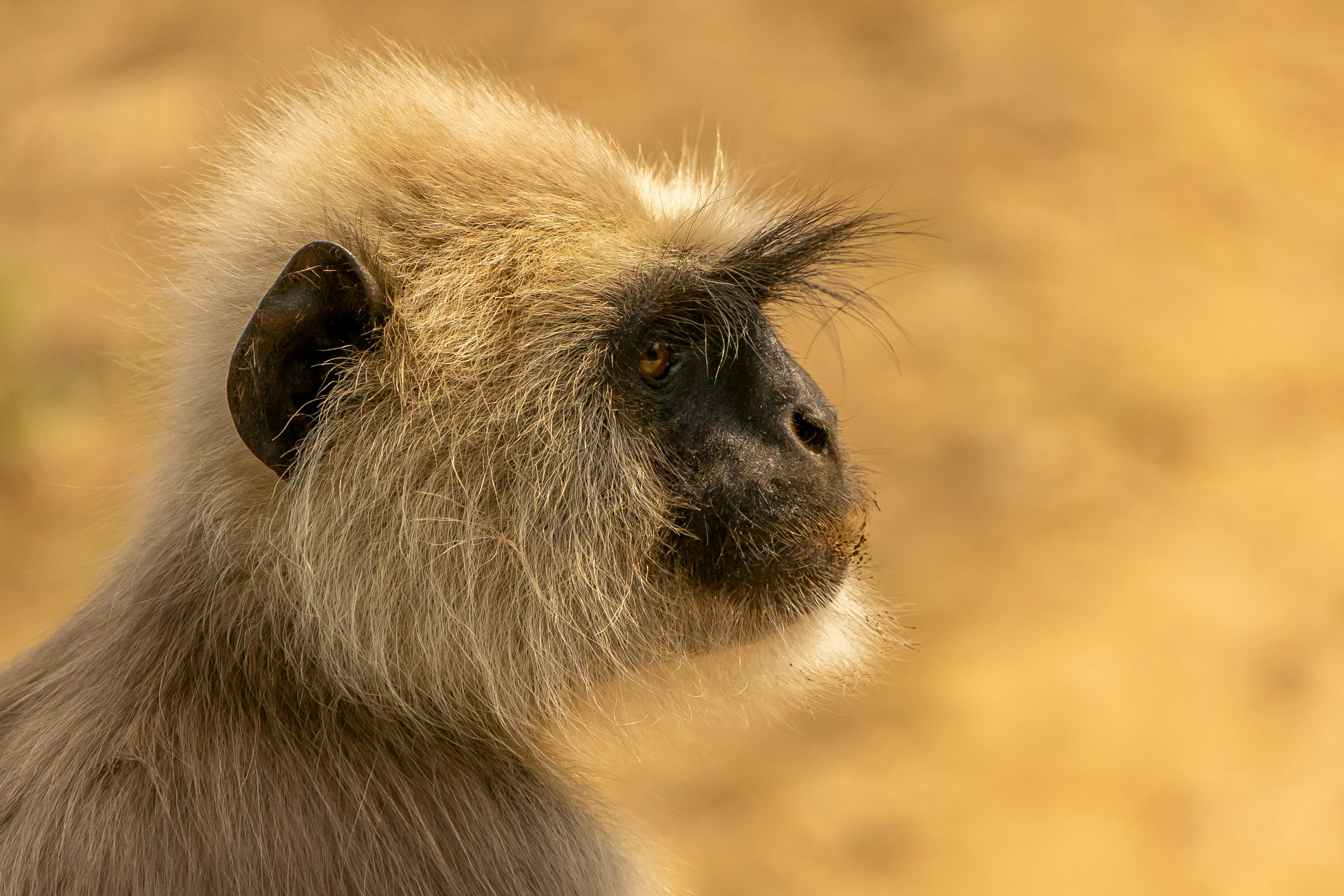 Profile of a langur monkey with a thoughtful expression against a warm, blurred background.