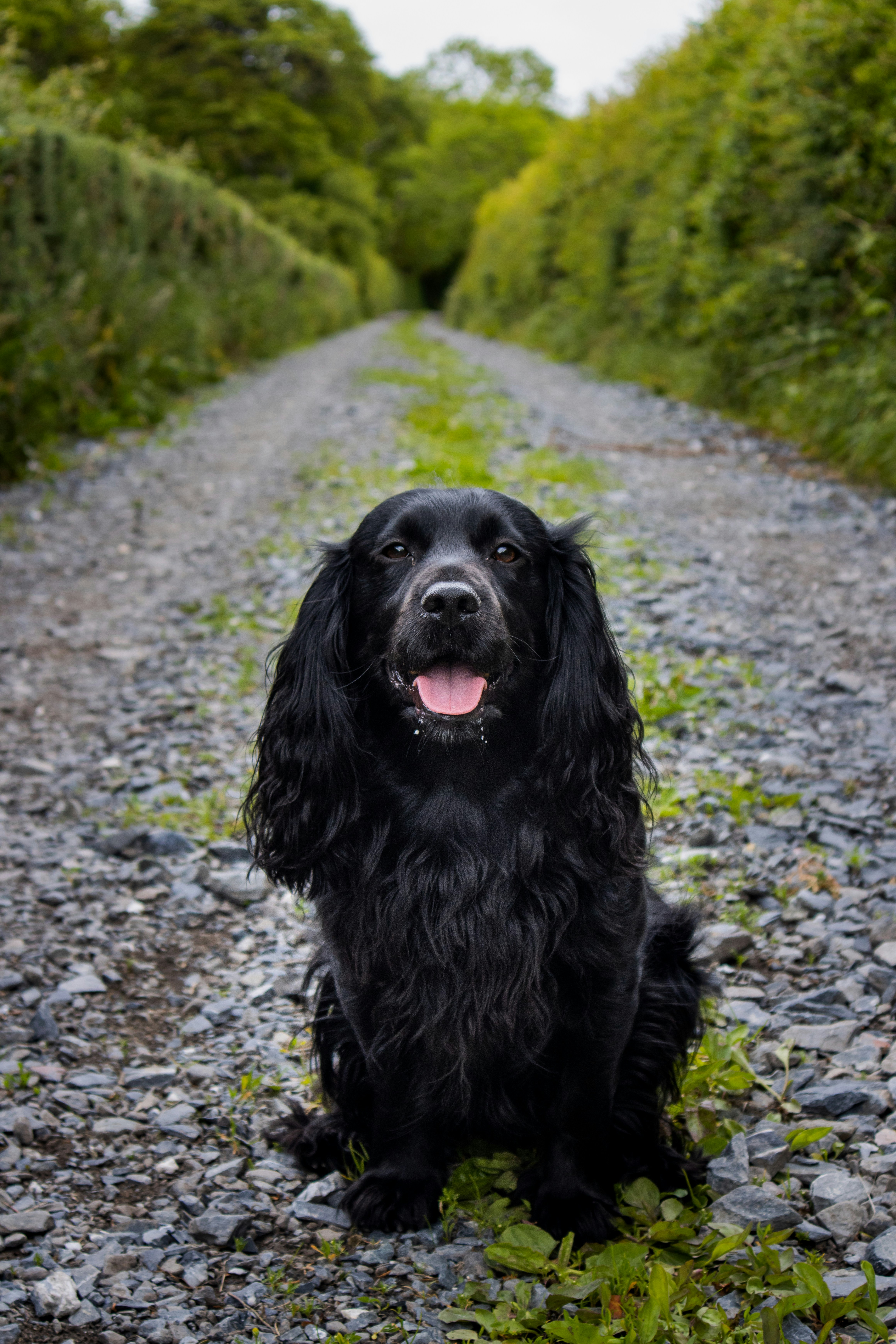Clay Cocker Spaniel