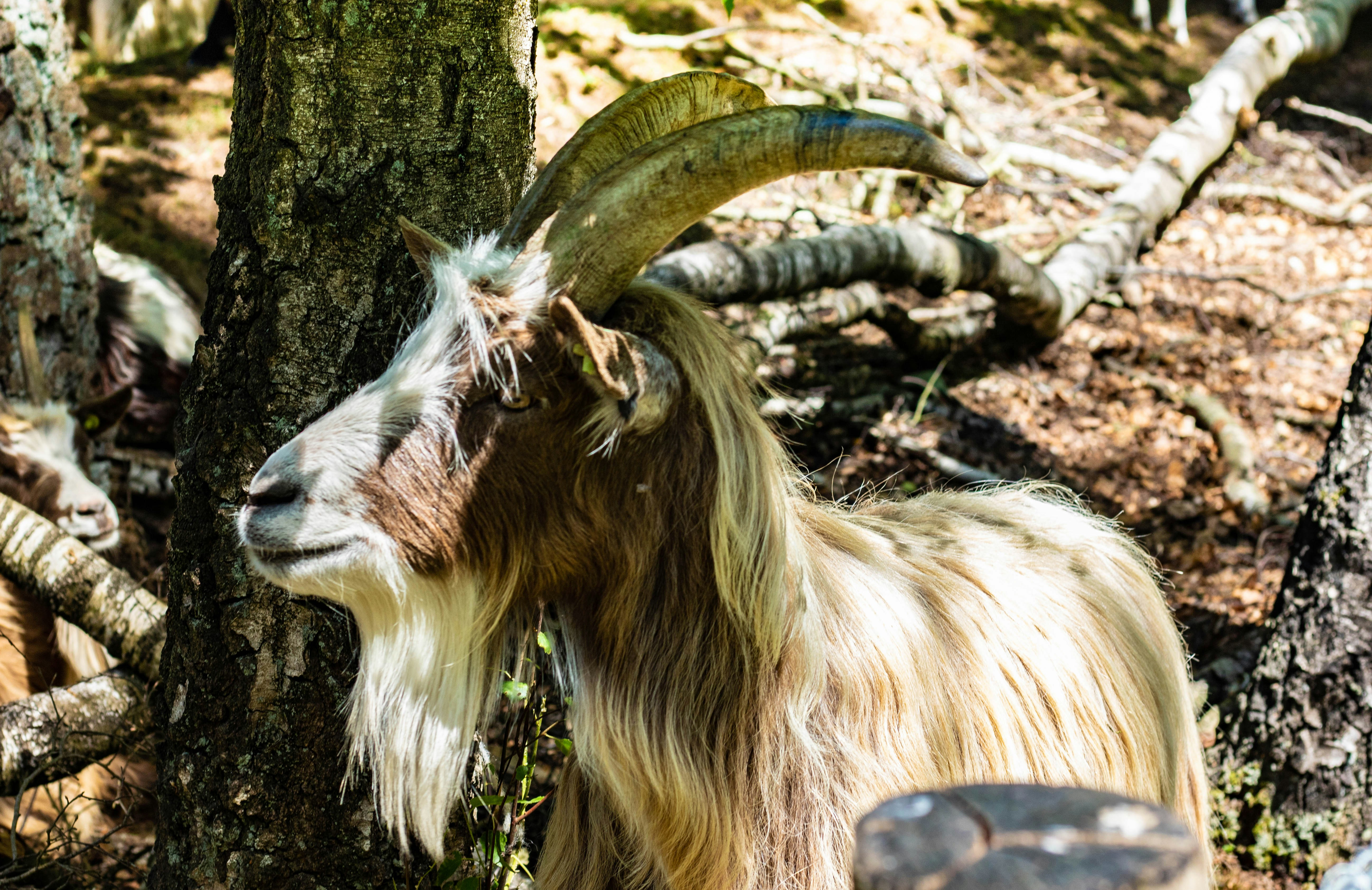 Horned Sentinel in Dappled Light