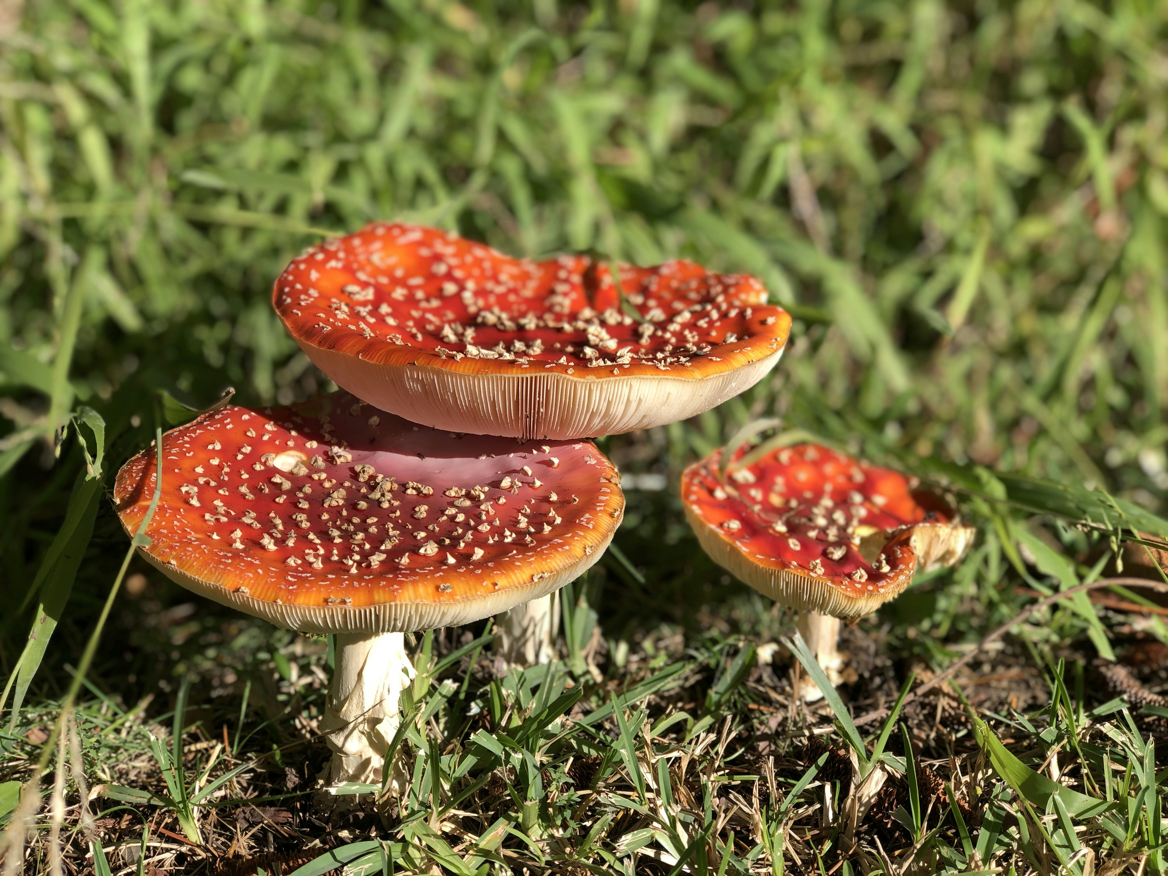 Three scarlet toadstools bathe in sunlit grass