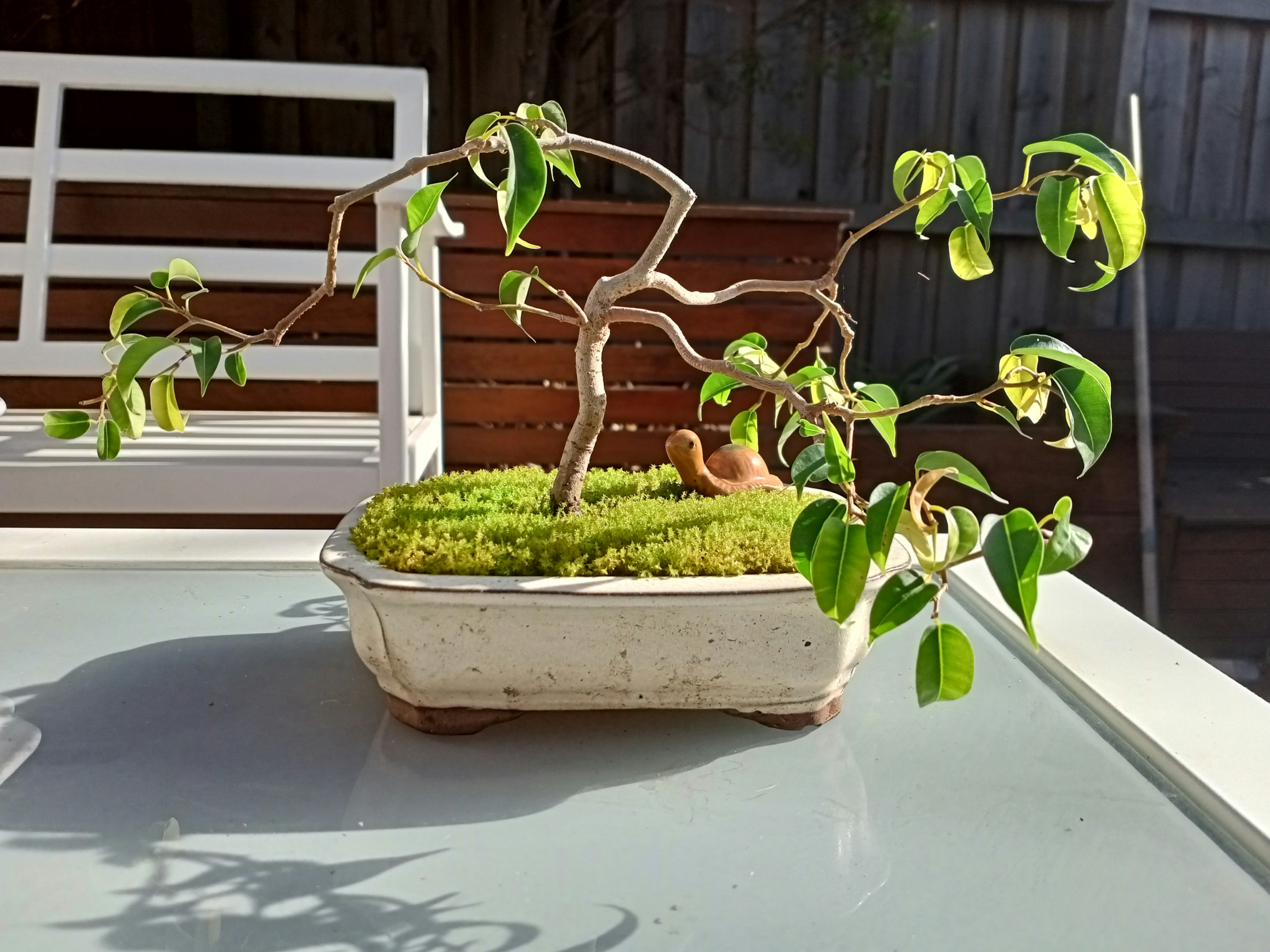 Sample photo from Realme C3