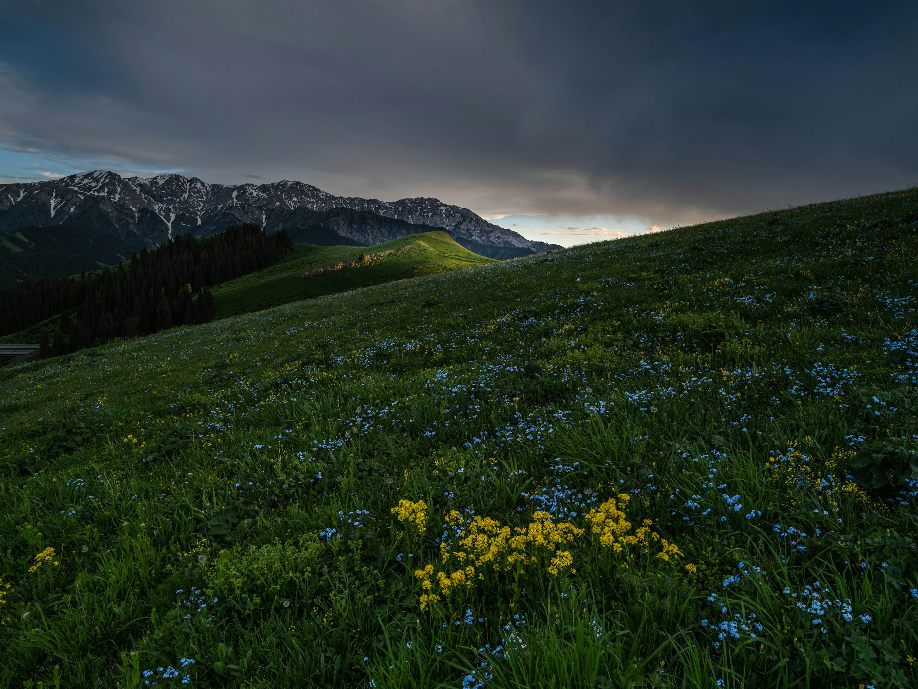 Yellow flower field near mountain under cloudy sky during daytime photo ... Yellow flower field near mountain under cloudy sky during daytime photo ...