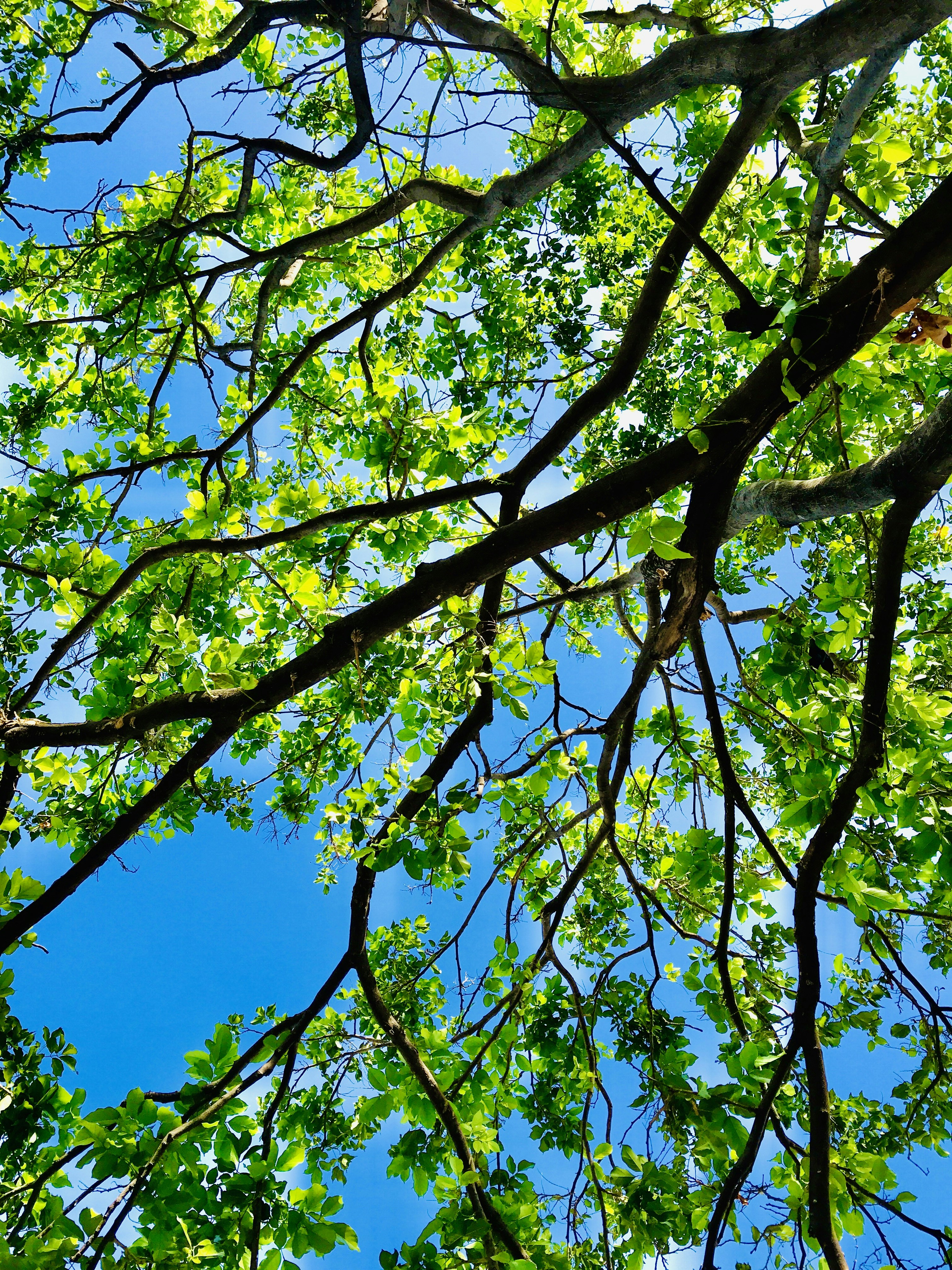 Parangi Malai | Fotos | Baixe imagens gratuitas na Unsplash