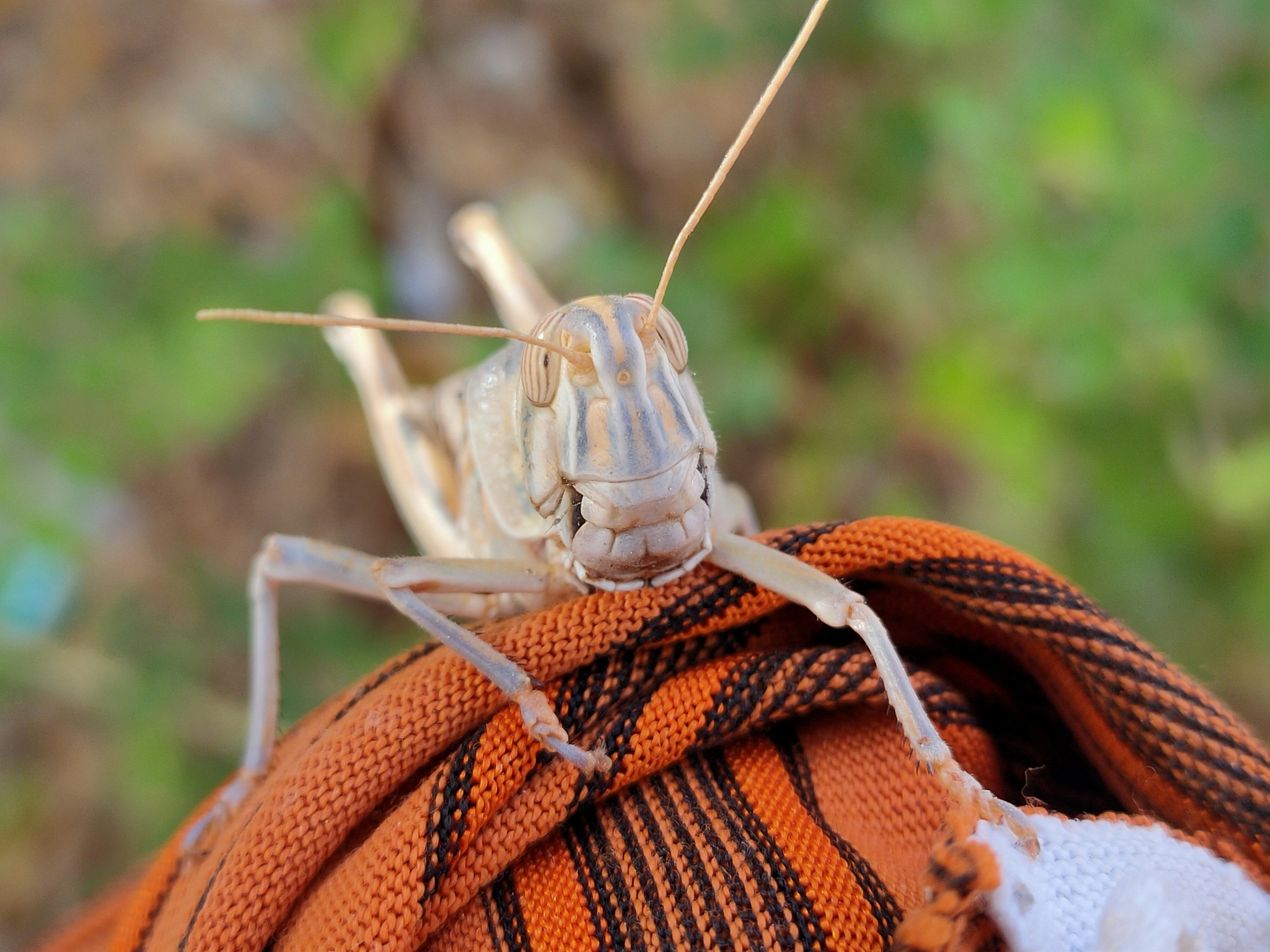 Close-Quarters Sentinel: Macro Portrait of a Praying Mantis on Orange Fabric