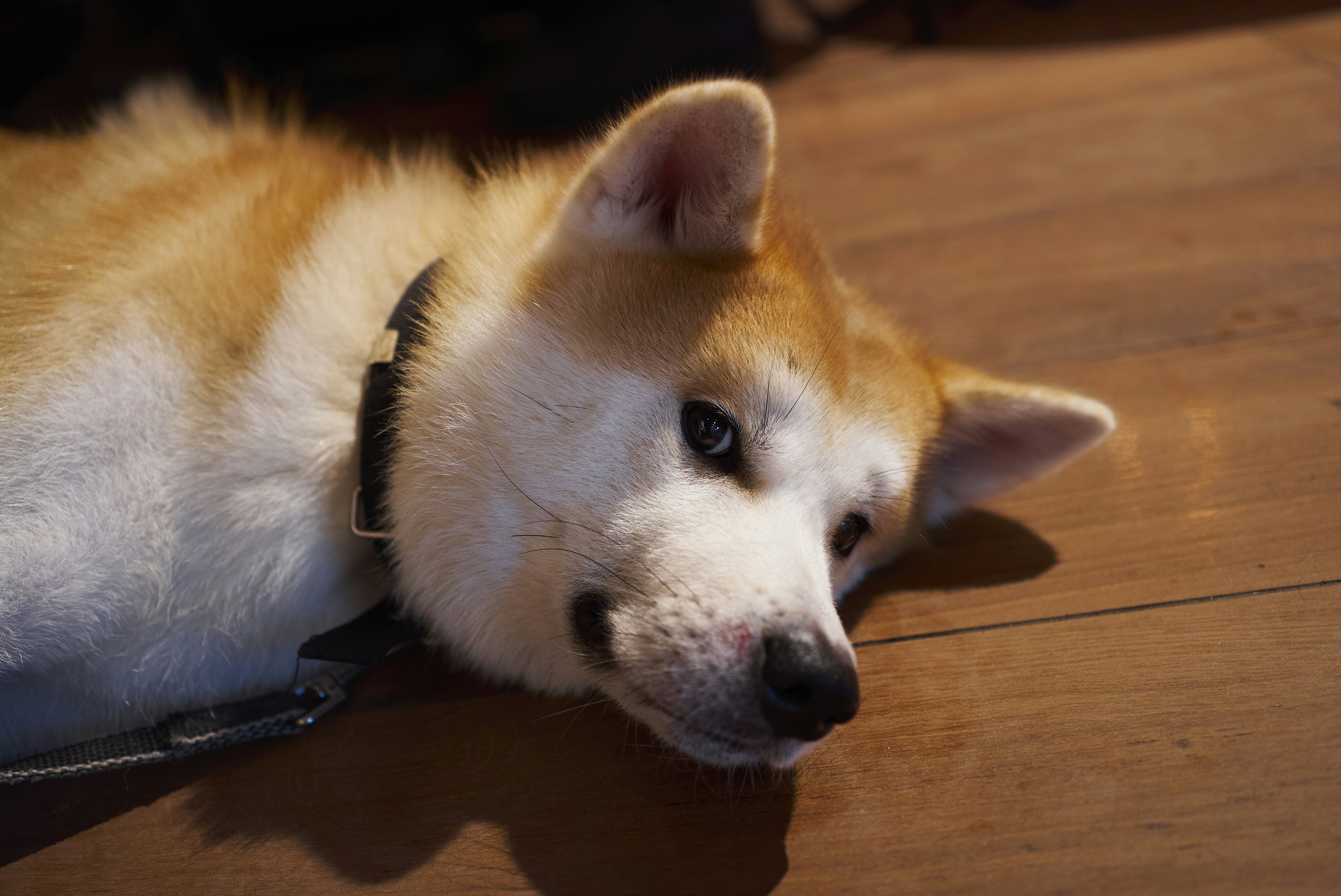 Husky Marrom Claro E Branco