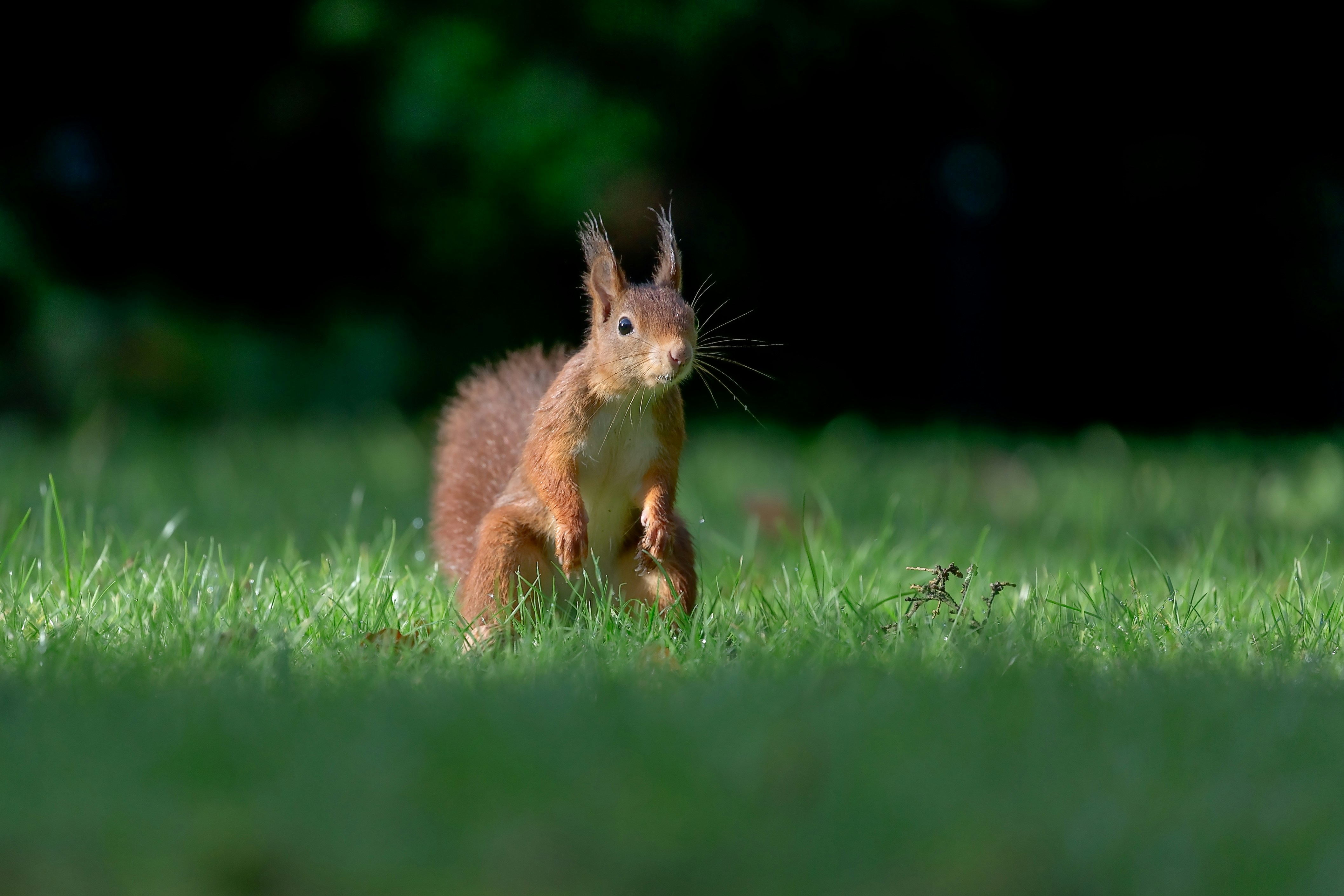 Red Squirrel