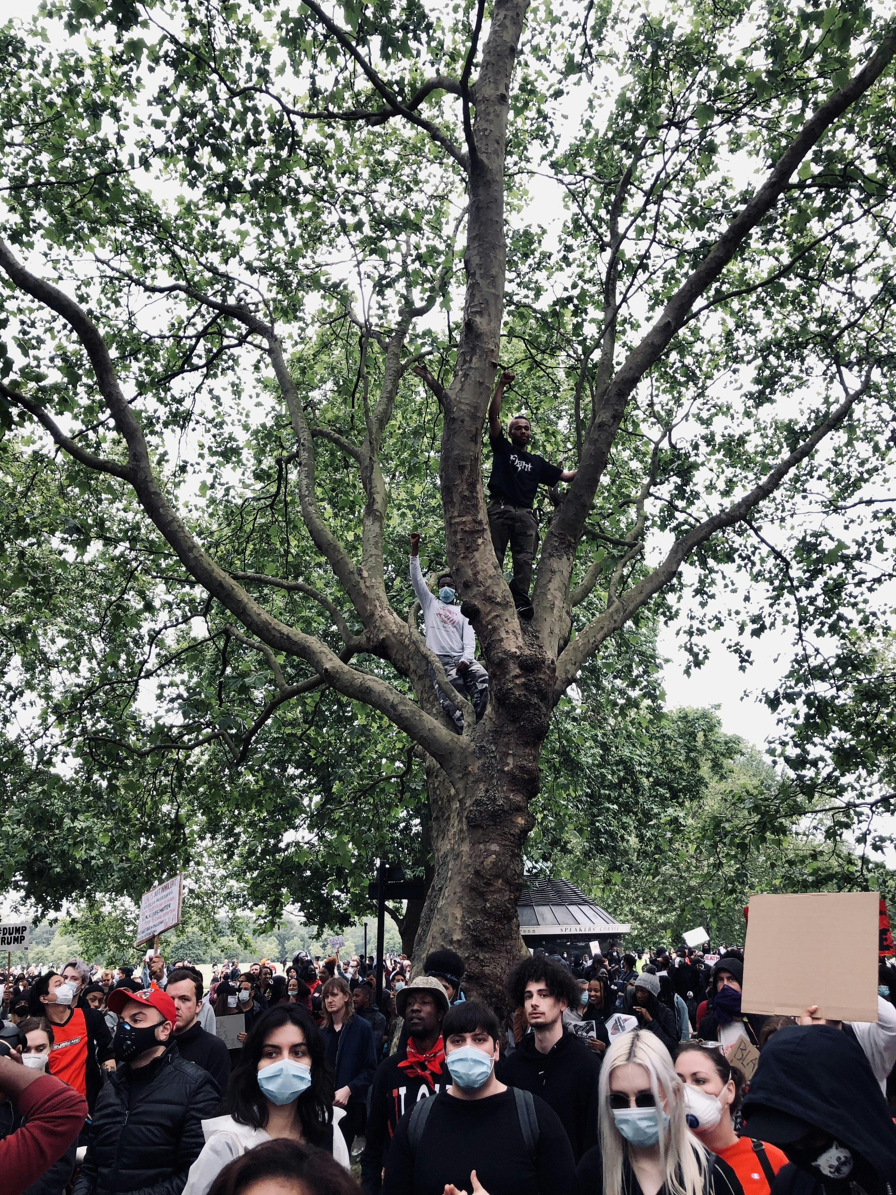 Crowd beneath a towering tree: unity in the park