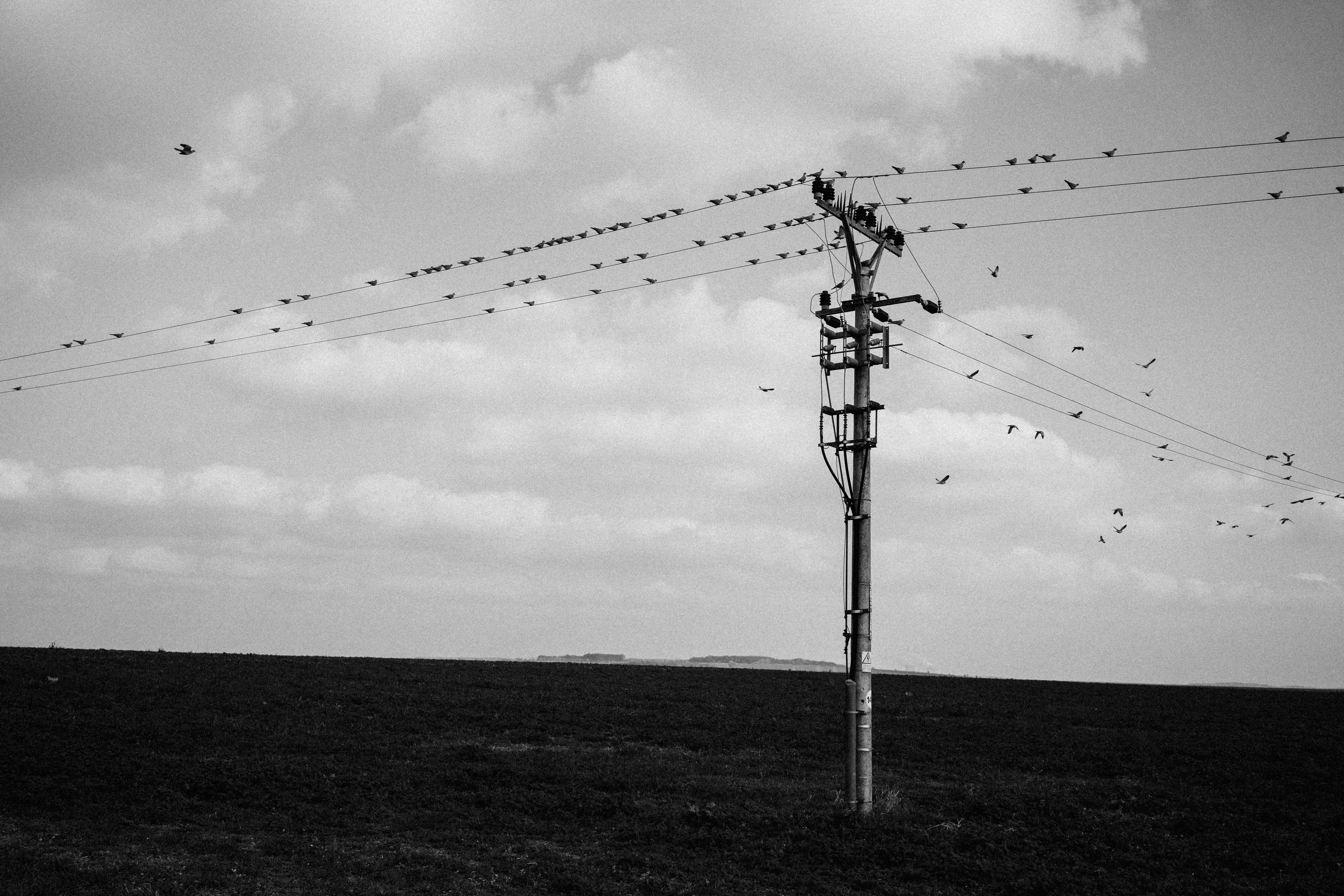 Pole-Line Prairie: Birds, Horizon, and Quiet Gravity