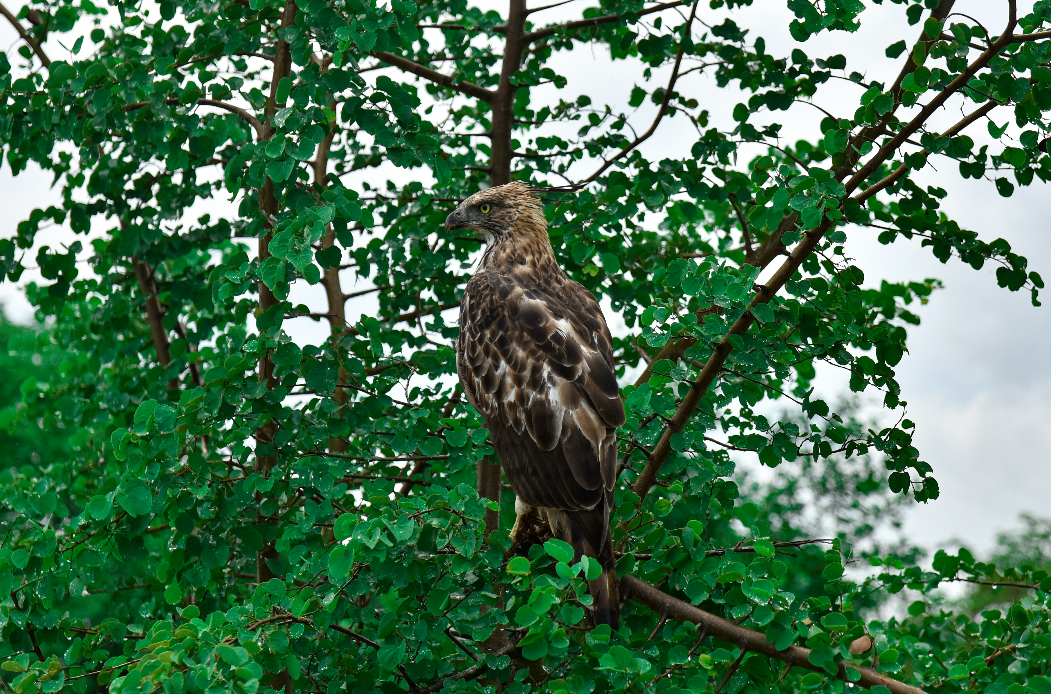 A young eagle perched gracefully among vibrant green leaves, showcasing its intricate feather patterns against a natural backdrop.