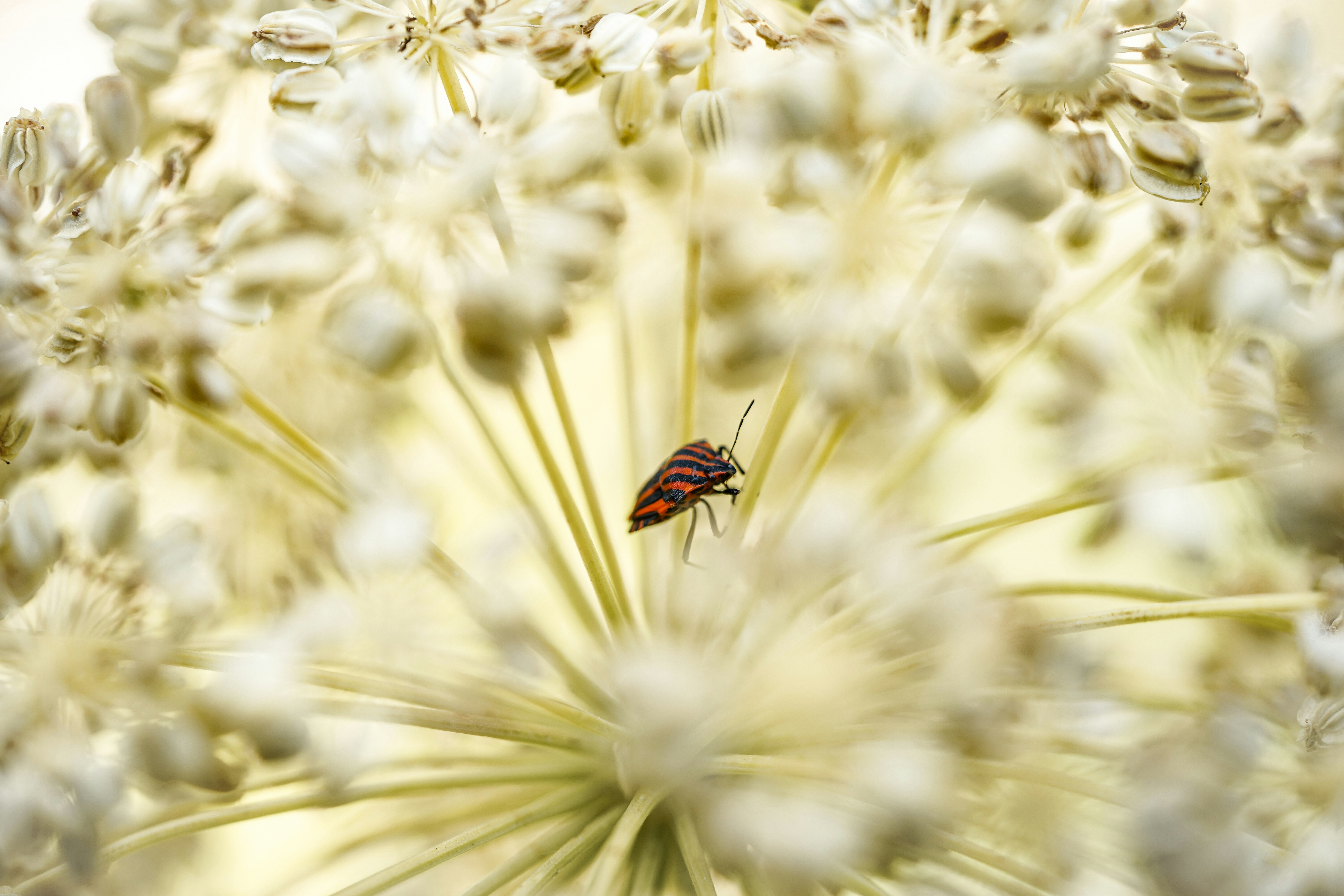 Shield bug on allium flower