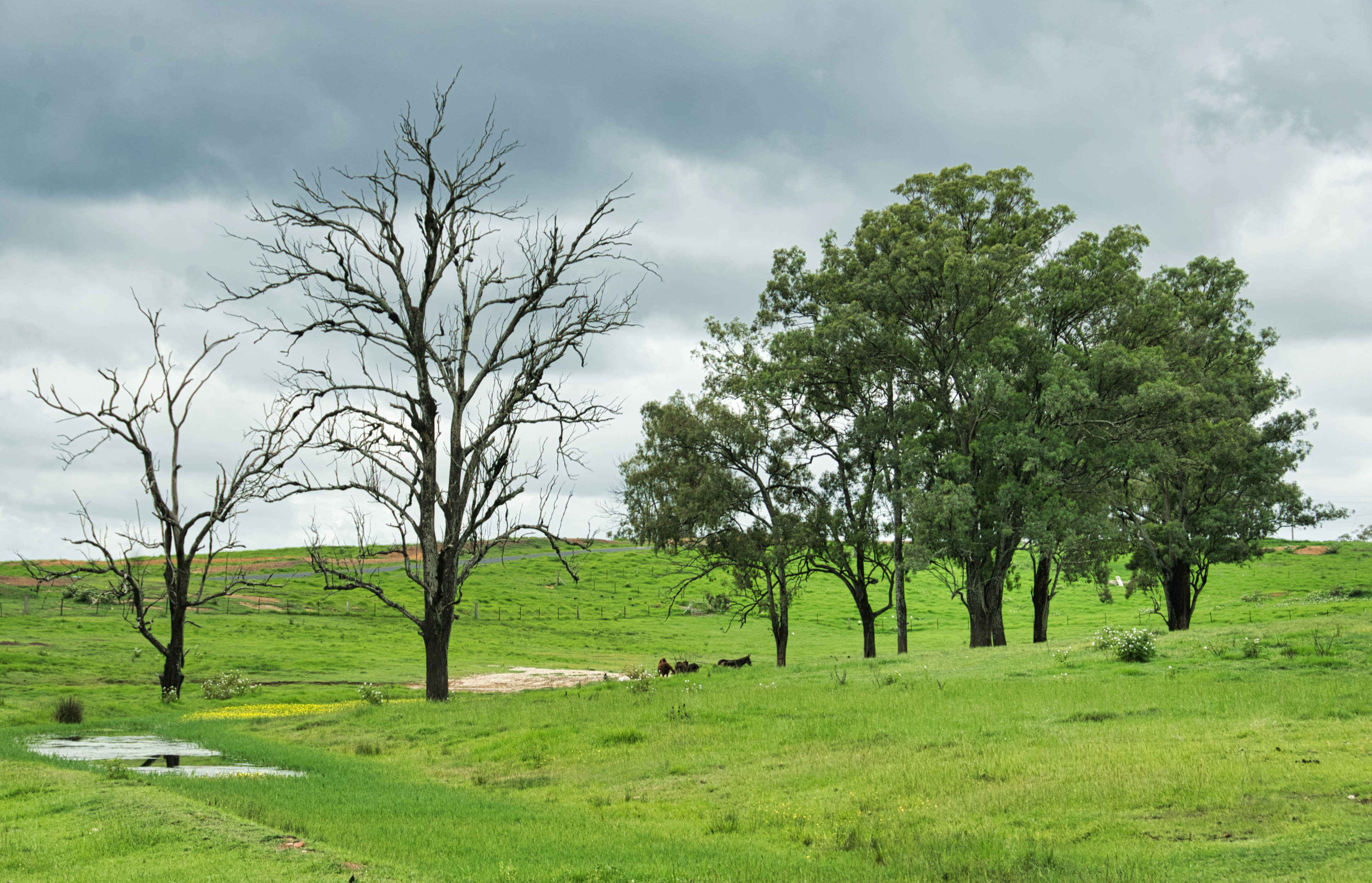 green grass field with trees under gray clouds