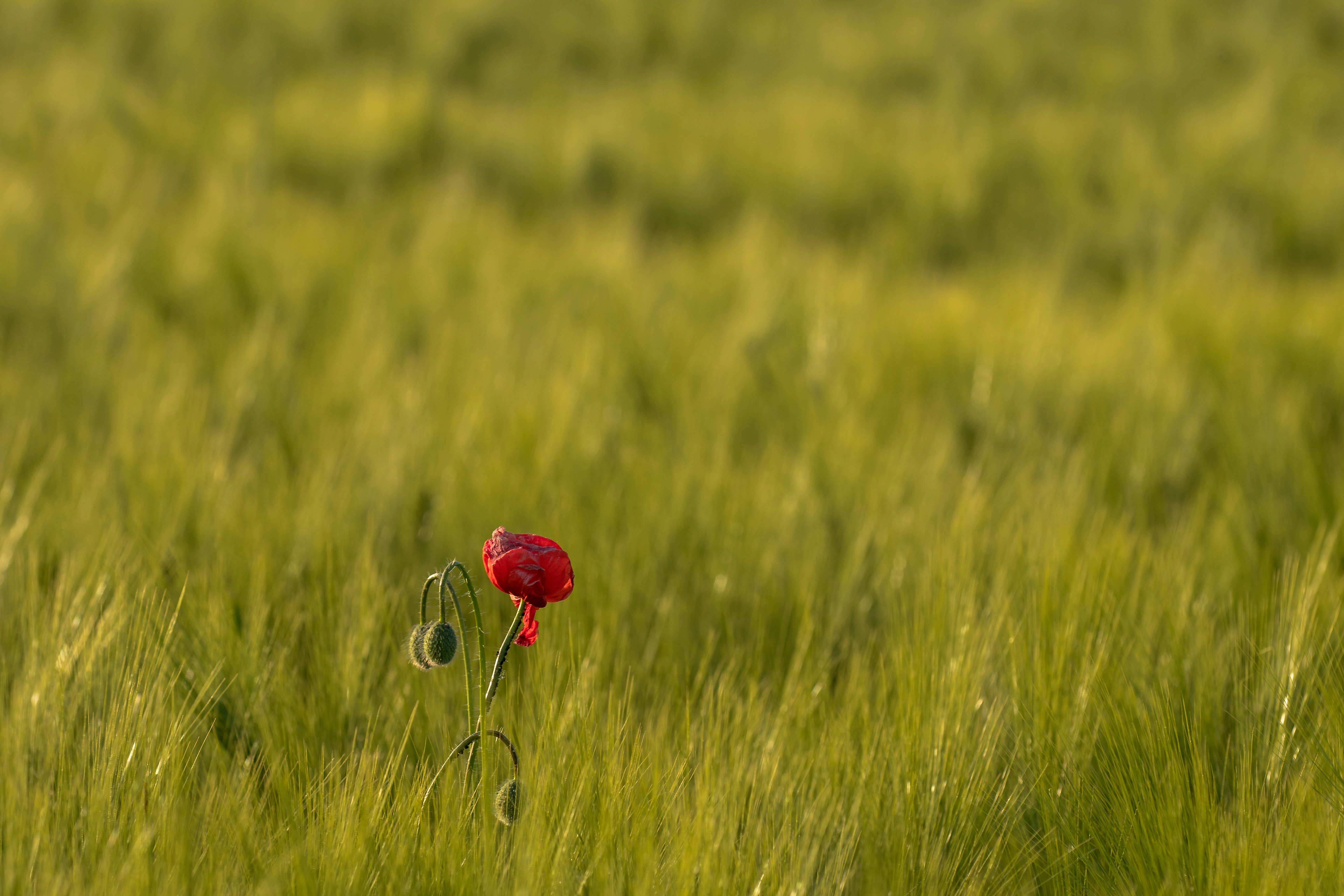 A vibrant red poppy stands tall in a lush green field, contrasting beautifully with the surrounding grass. The scene captures the essence of nature's resilience.
