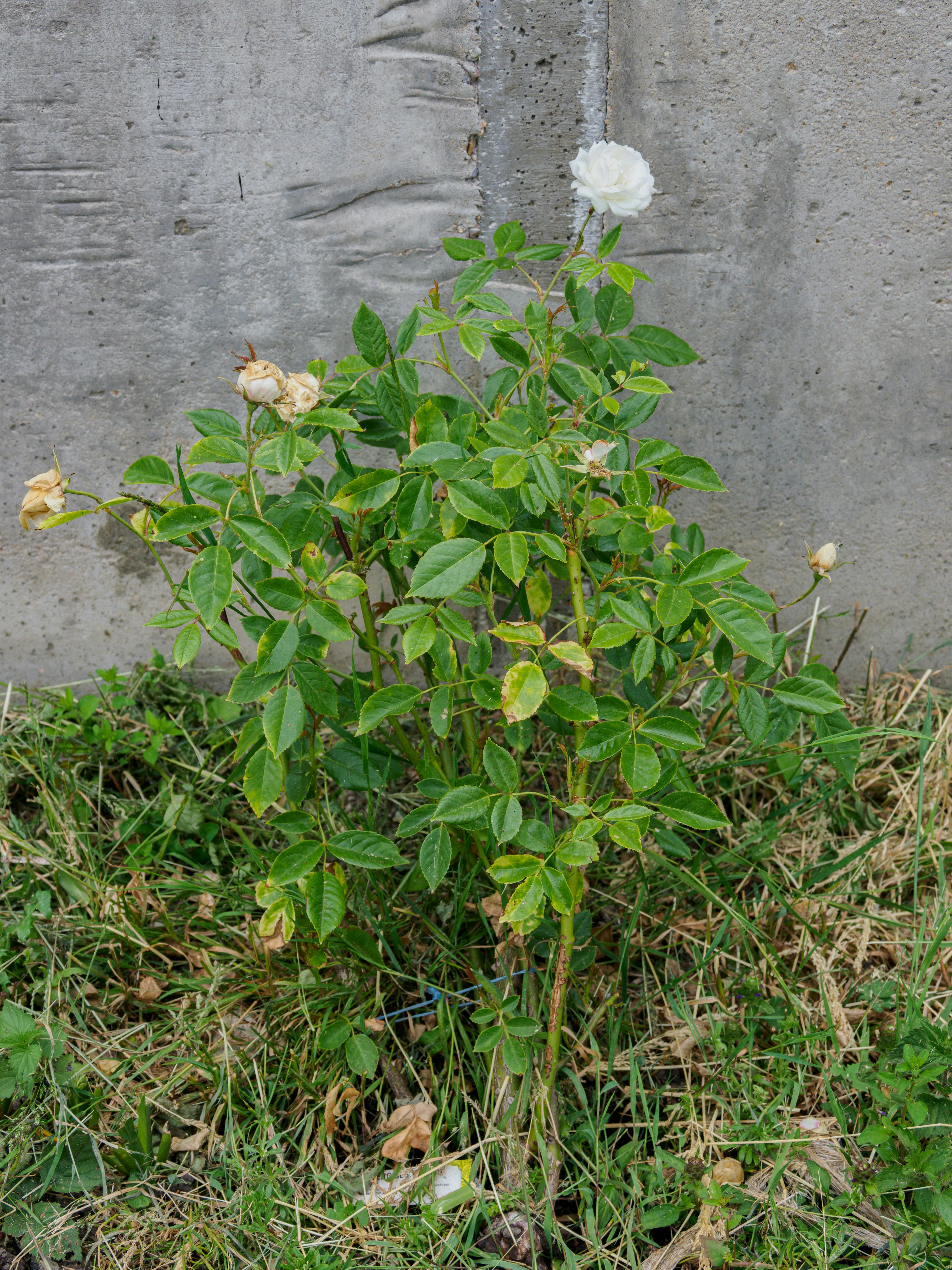 A white rose stands tall amidst a cluster of wilted blooms and lush green leaves, set against a textured concrete backdrop.