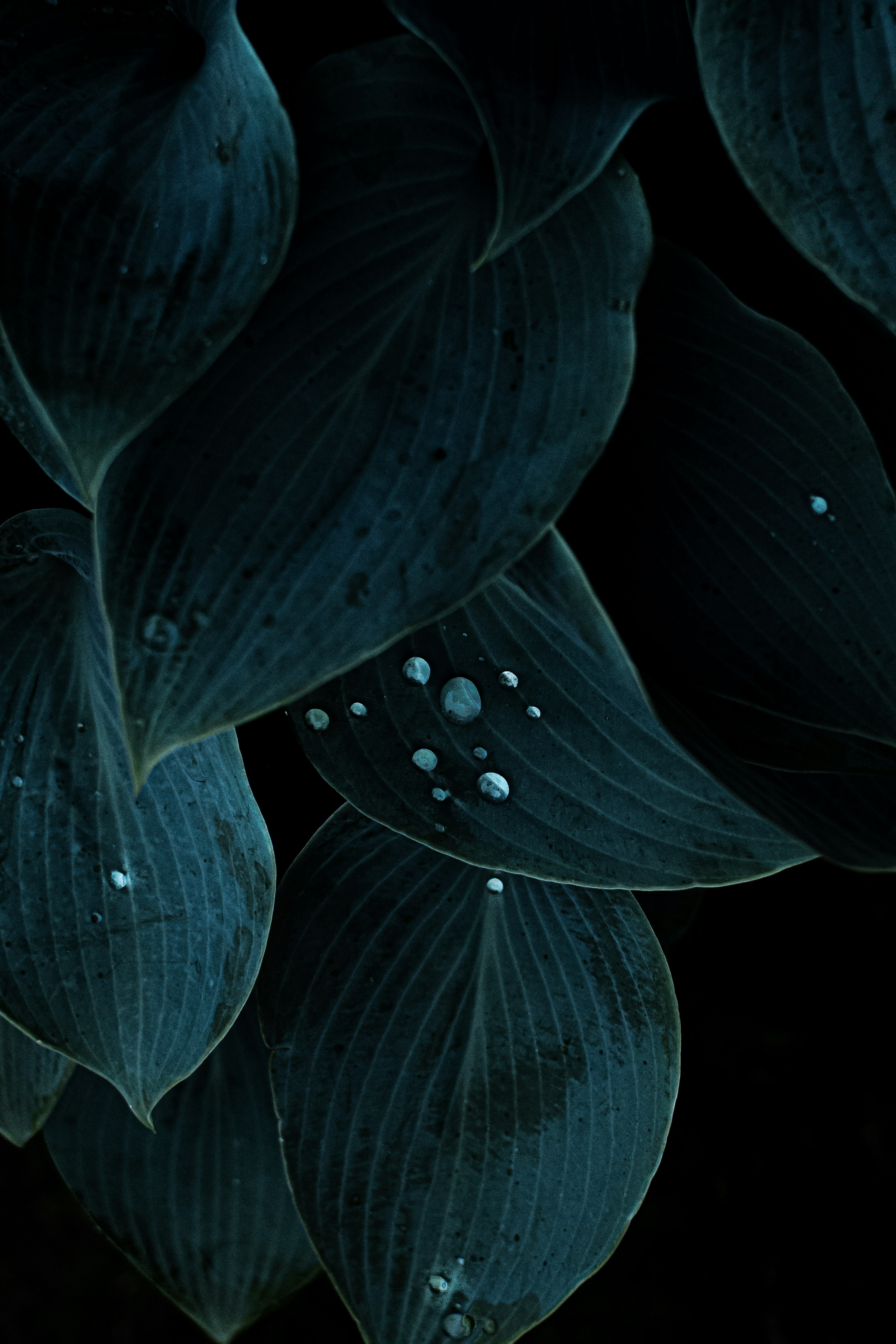 Close-up photograph of indigo leaves with droplets, highlighting delicate venation against a dark background. The composition emphasizes texture and mood.