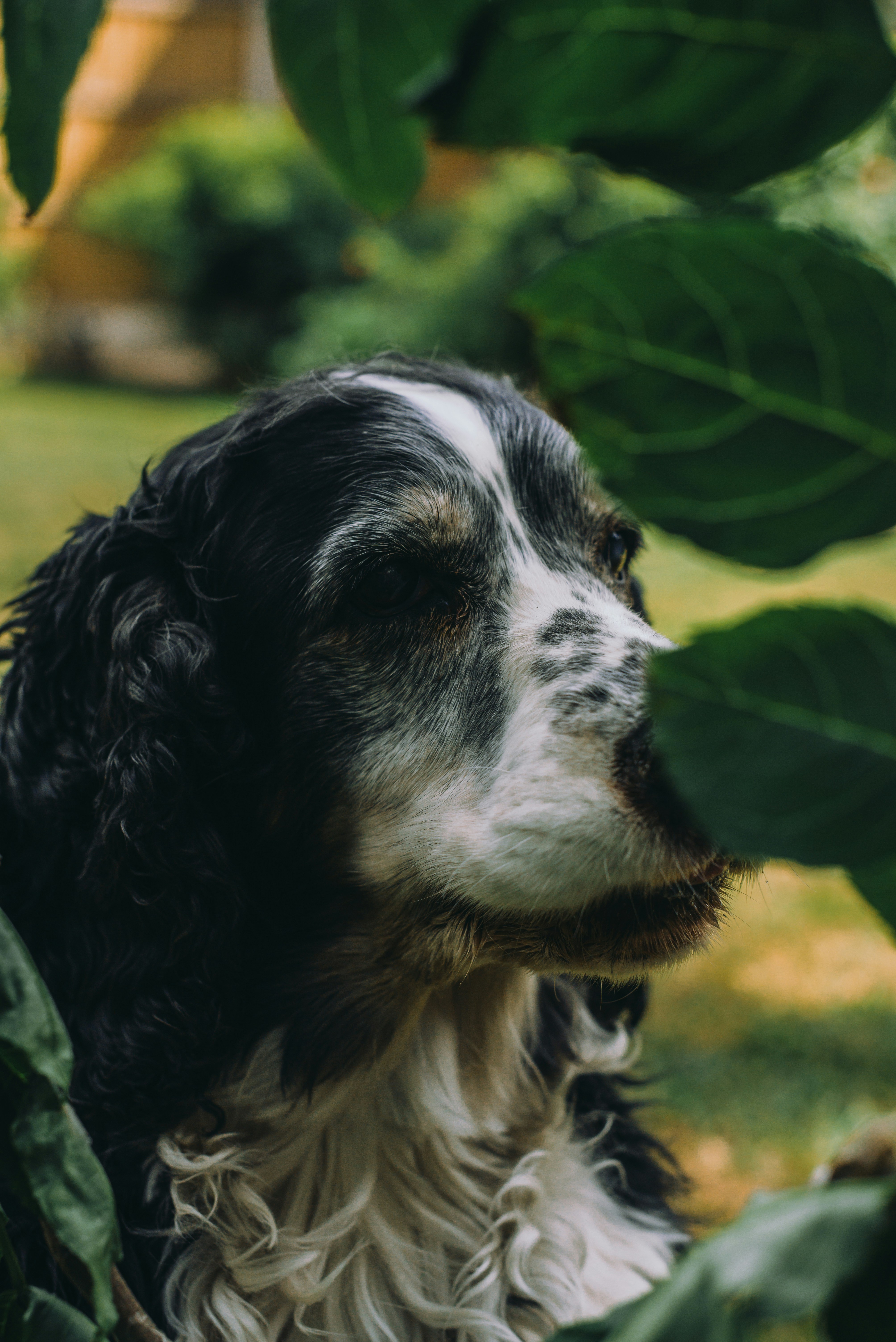 Leaf-Shadowed Spaniel: Quiet Gaze Through a Green Curtain