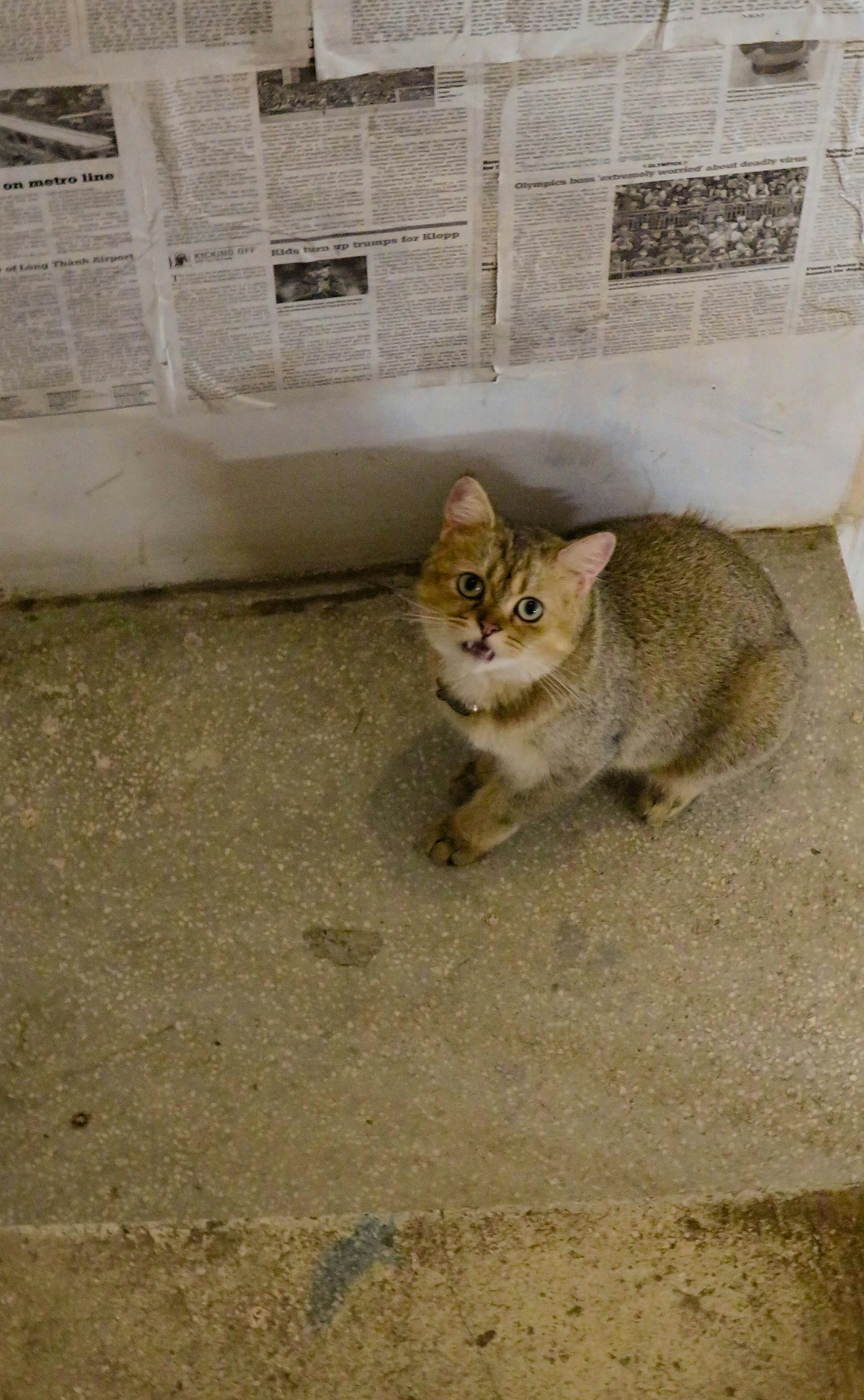 A curious cat gazes upward, surrounded by newspaper clippings on the wall in a rustic environment.