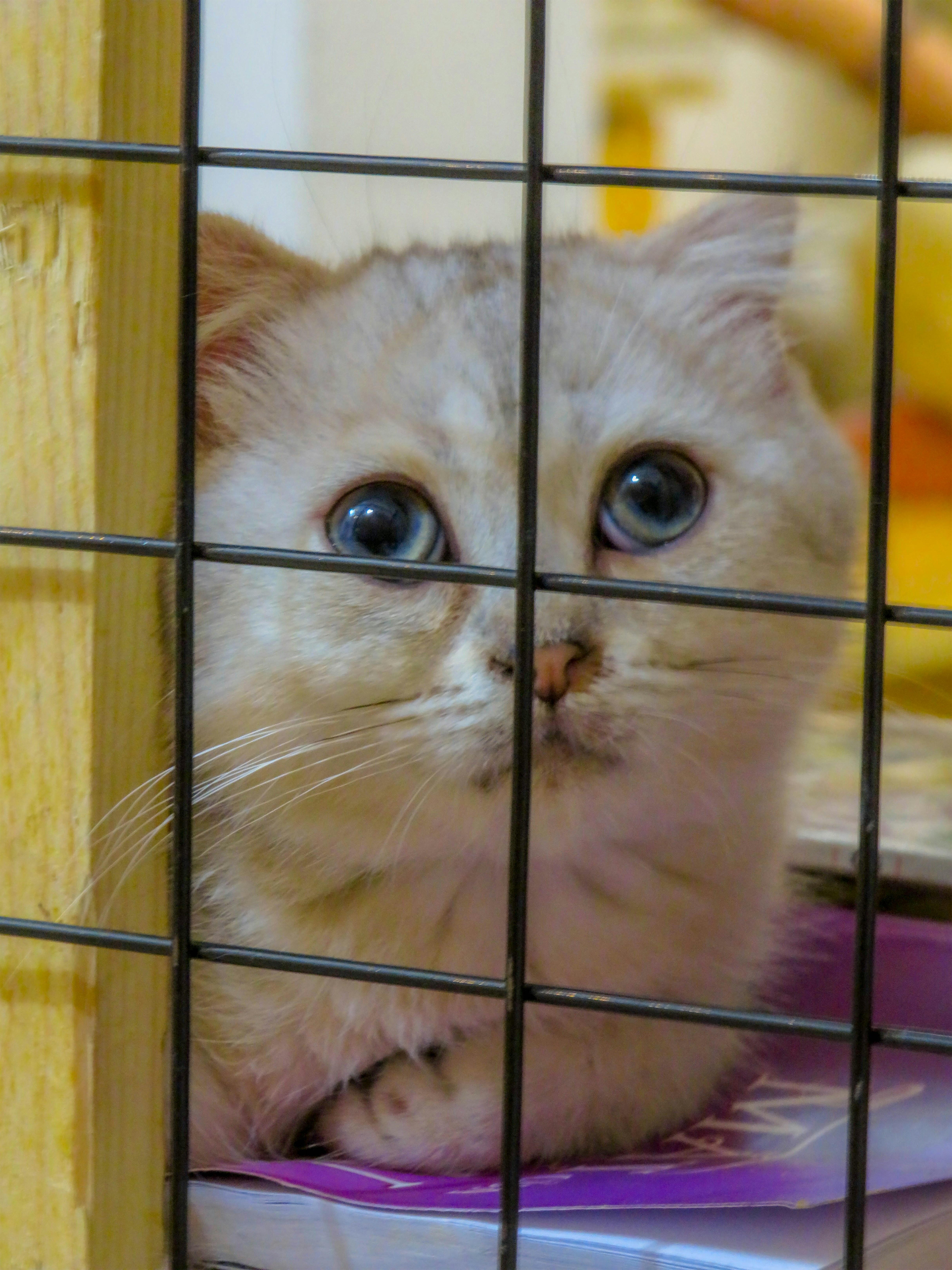 Locked Look: Cream Kitten Peeks Through the Cage