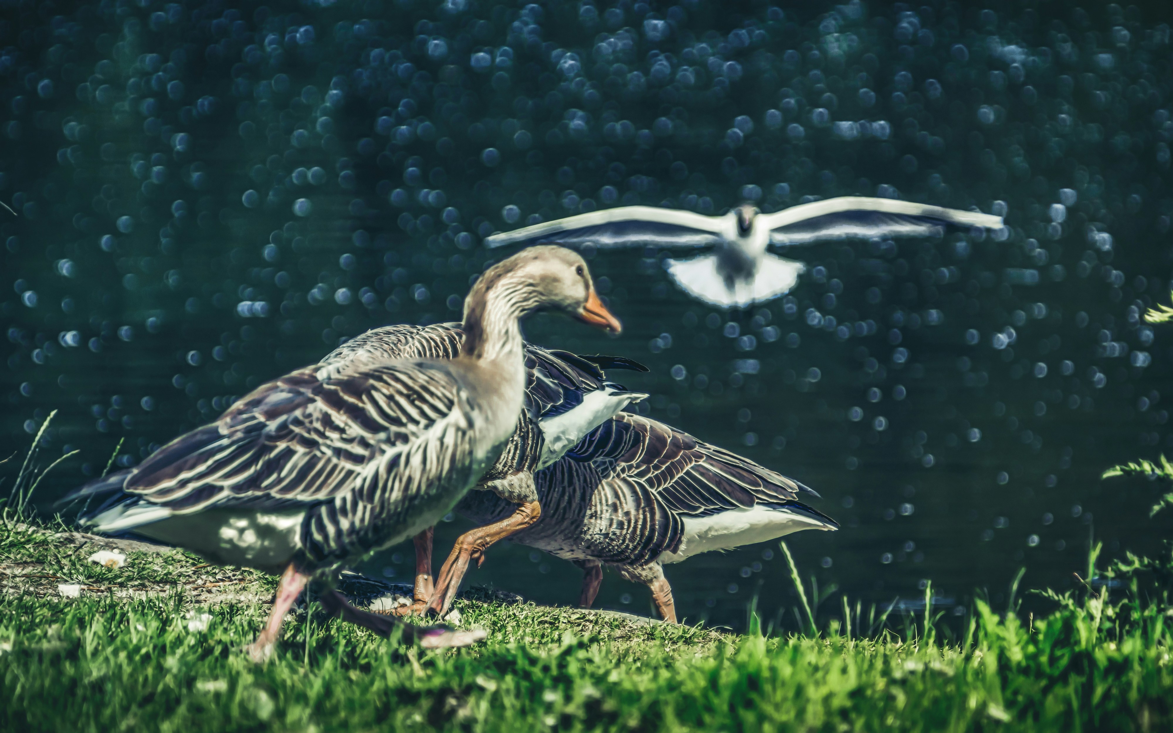 Greylag Goose in the Sunlit Riverbank: A Quiet Moment with Motion Overhead