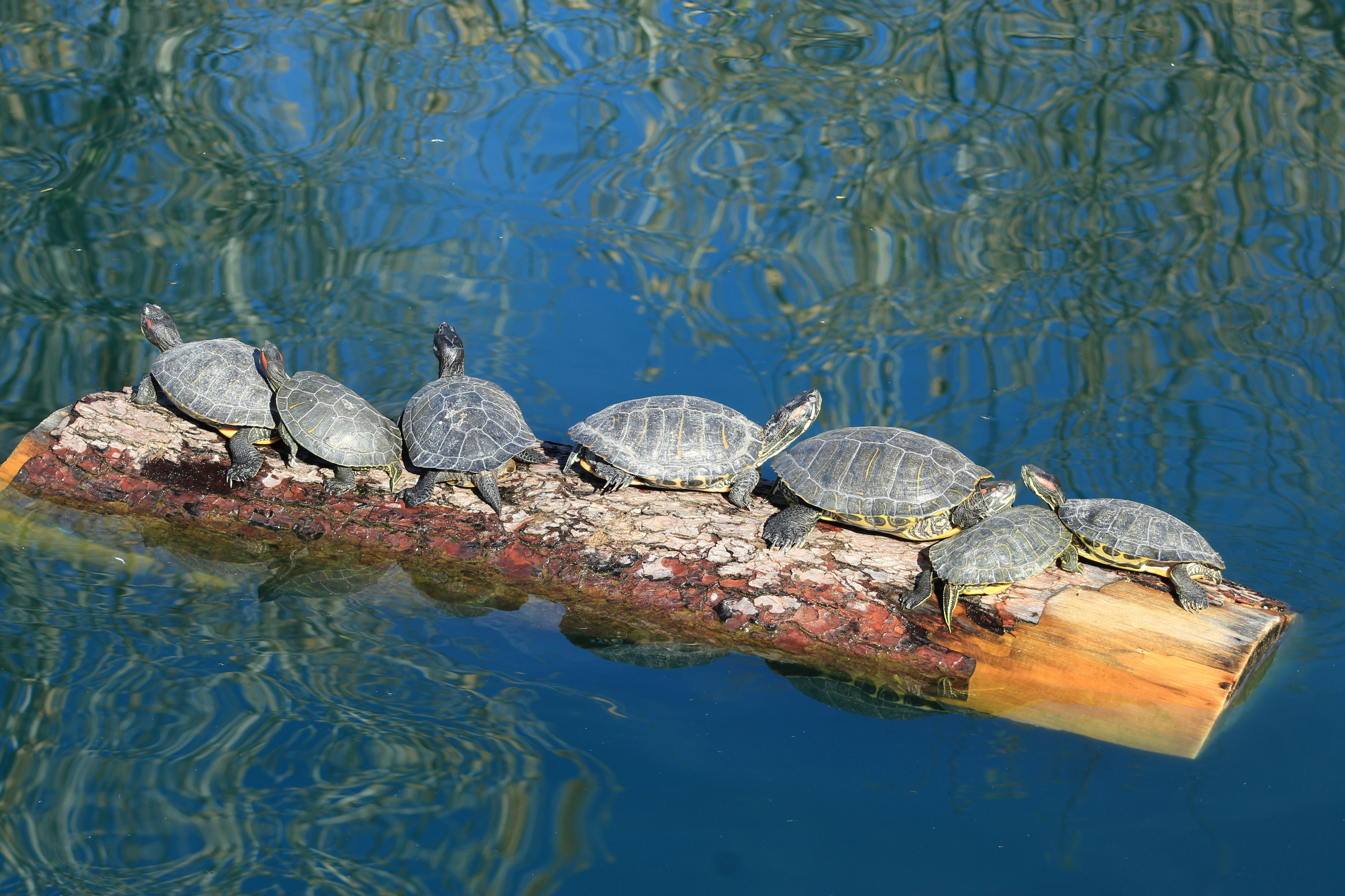 Group of turtles basking on a log in a serene body of water, reflecting the vibrant blue sky. The scene captures a moment of peaceful coexistence.