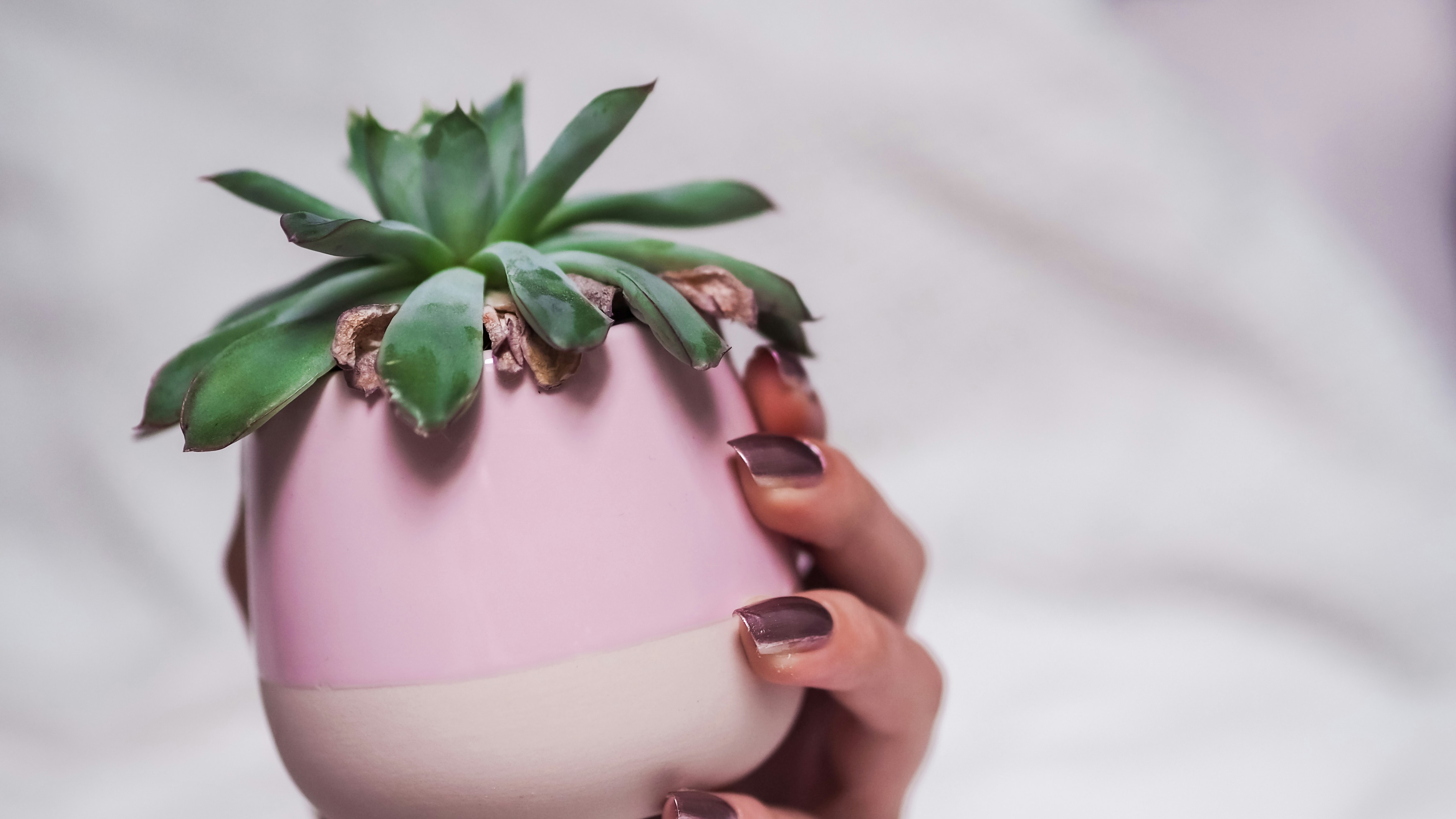 Soft Pink Pot, Green Crown: A Petaled Moment