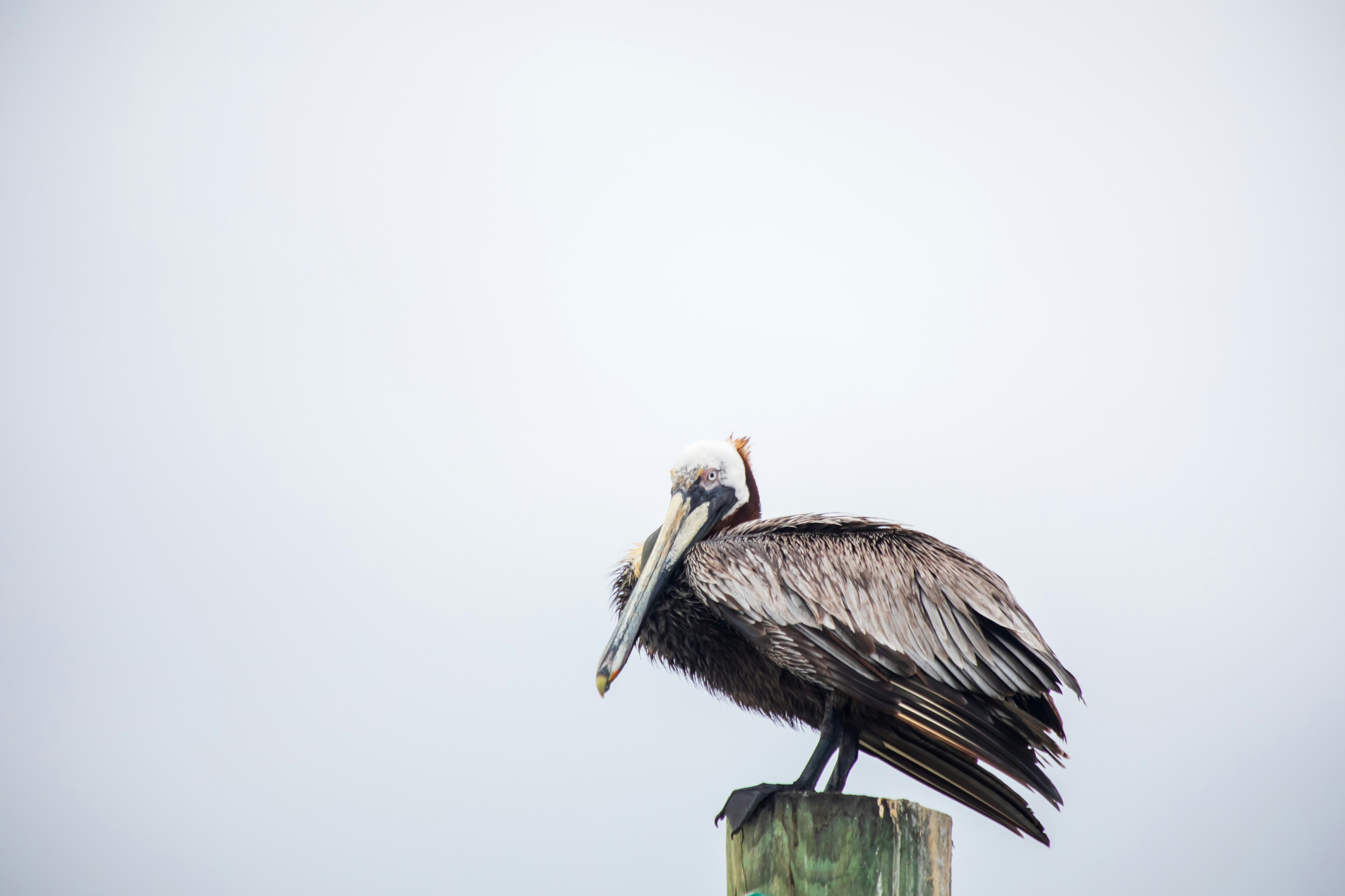 Perched Pelican at Dusk: A Quiet Moment on the Post